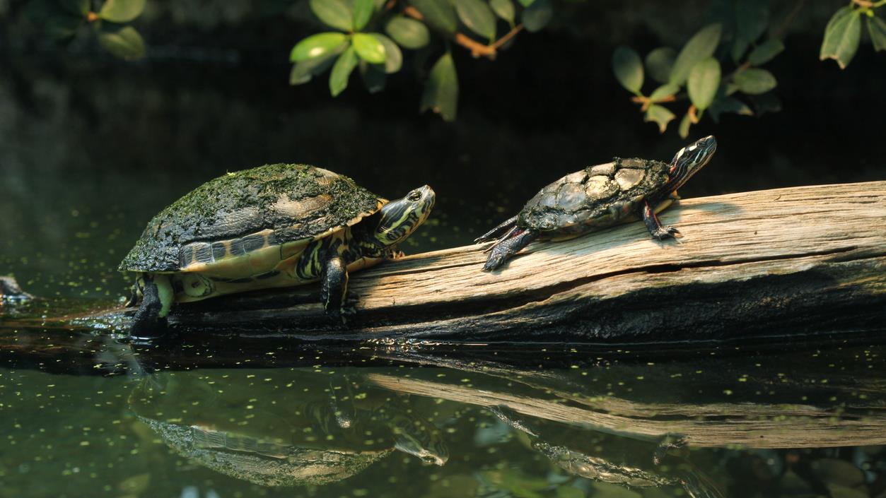 À la rencontre des tortues du Québec | OHdio | Radio-Canada