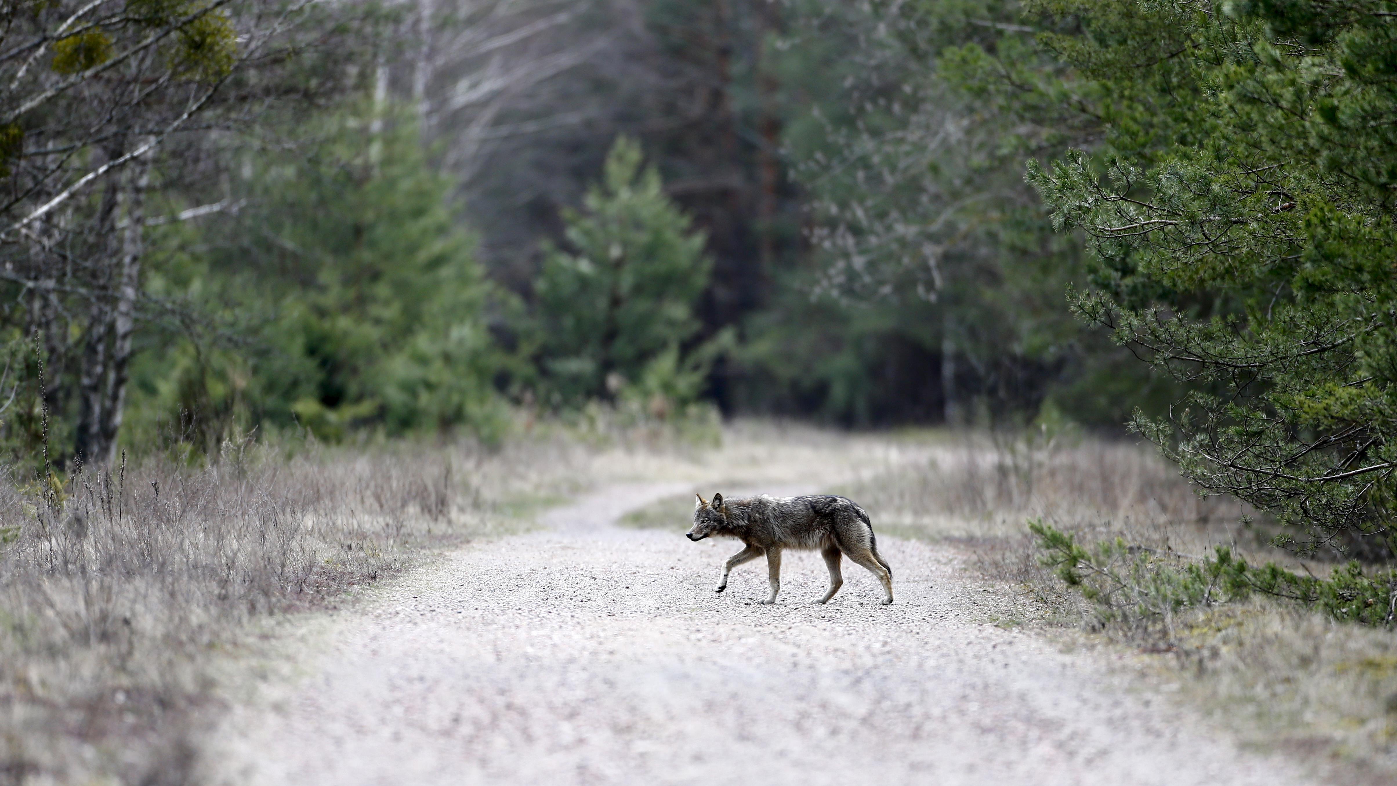 Animales Deformes Chernobyl