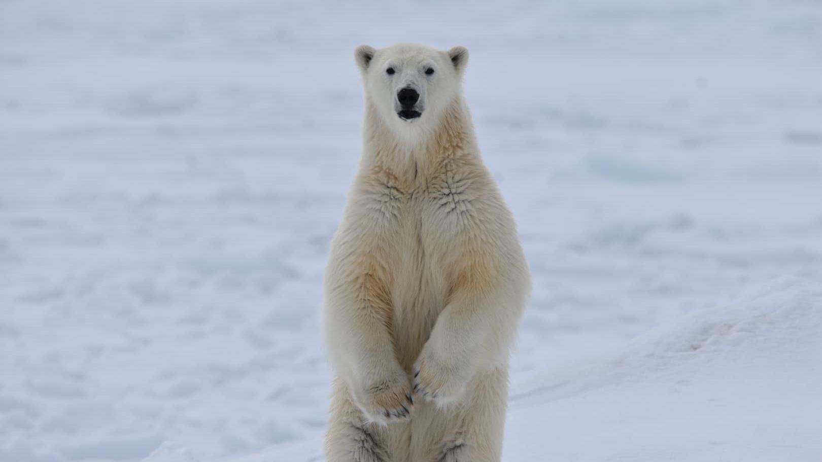 Comment les ours polaires s’adaptent-ils aux changements climatiques ...