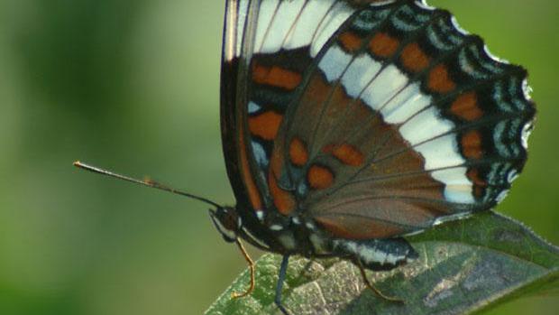 Le papillon amiral, futur insecte emblématique du Québec | OHdio ...