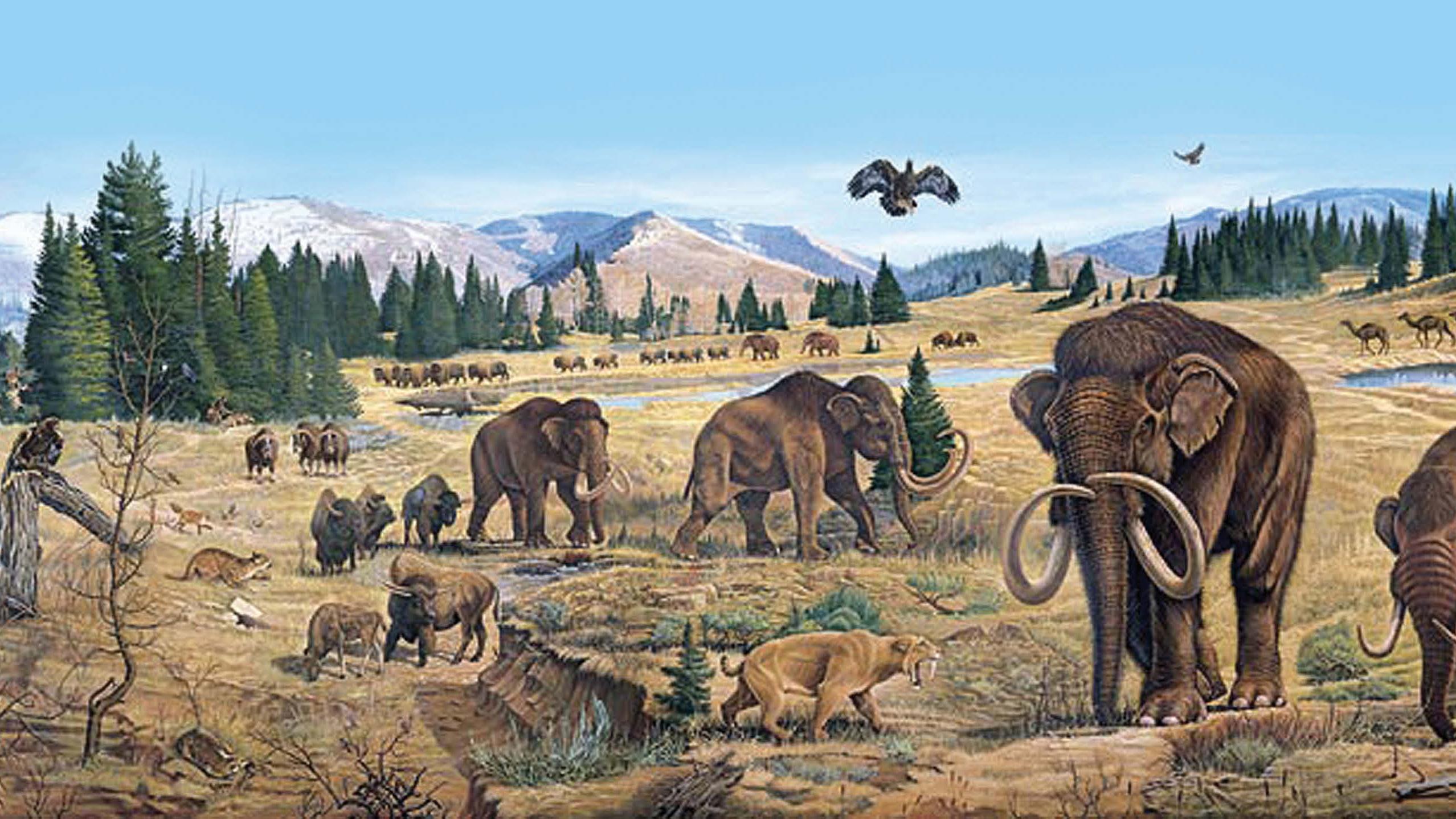 La mégafaune de l'ère glaciaire en Amérique du Nord | OHdio | Radio-Canada