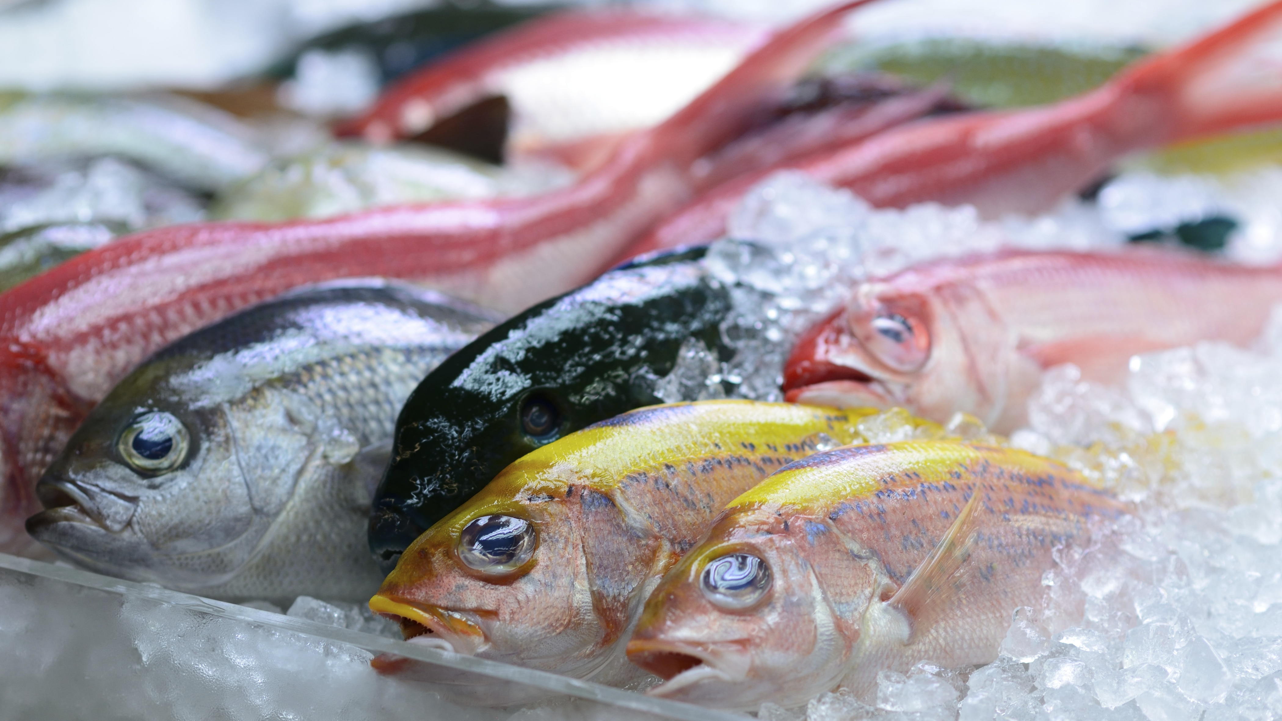 Comment acheter et cuire le poisson | OHdio | Radio-Canada