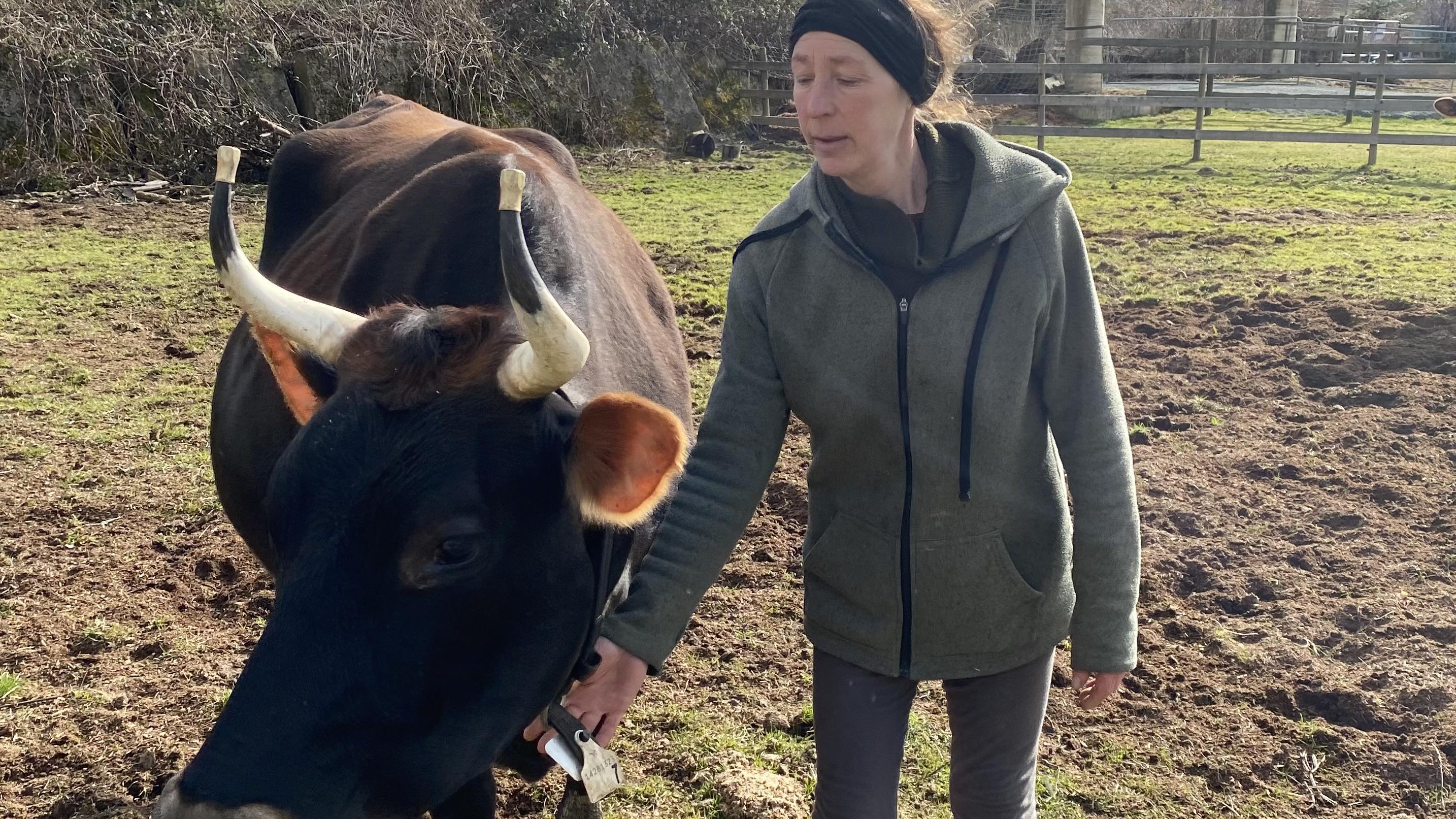Les petites laiteries familiales parsèment le paysage de l’île de ...