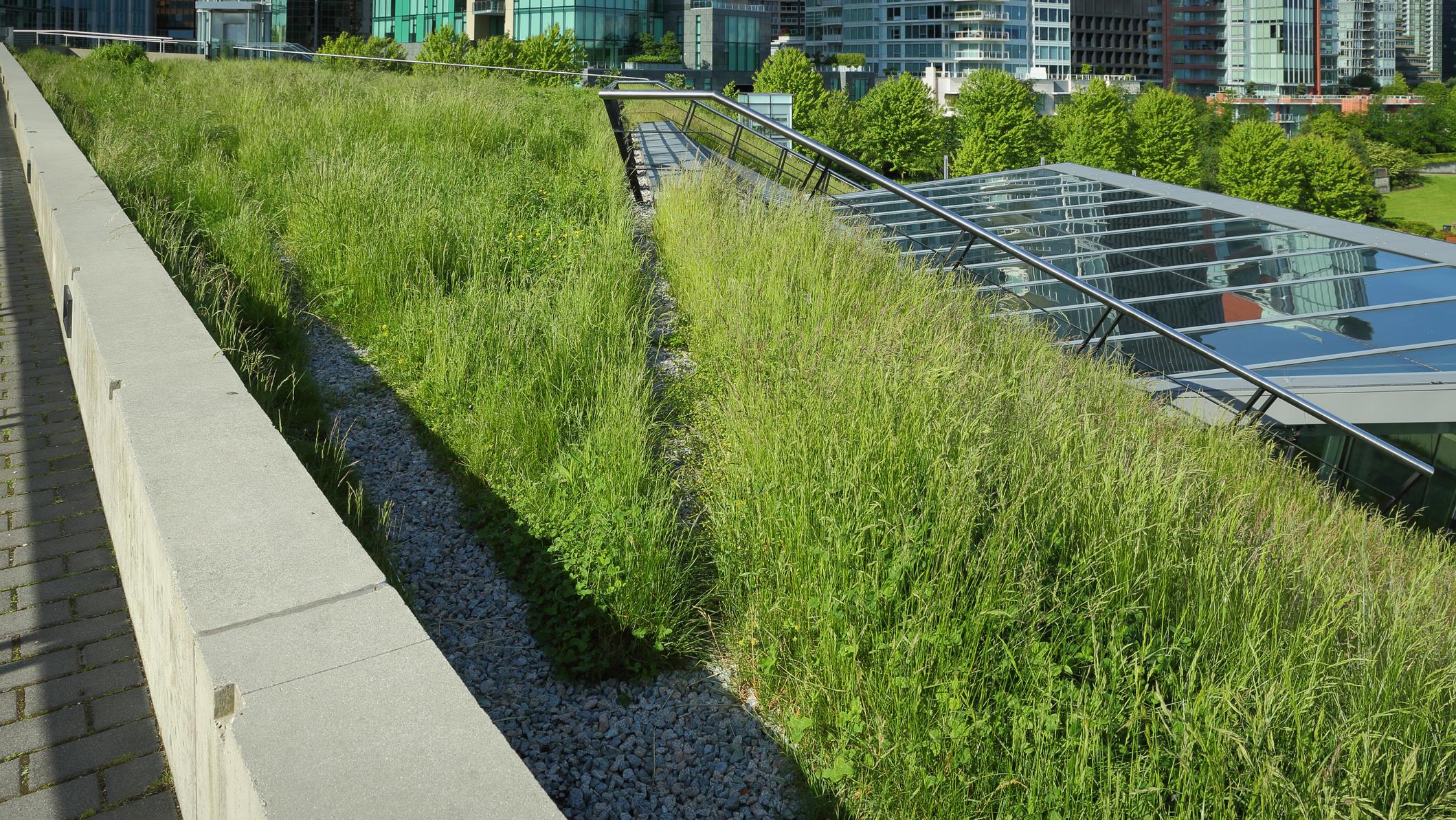 Les toits verts à Toronto apportent de la biodiversité en ville | OHdio ...