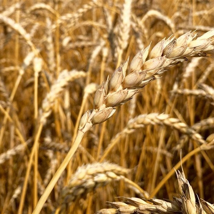 La culture du blé biologique serait plus rentable que la ...
