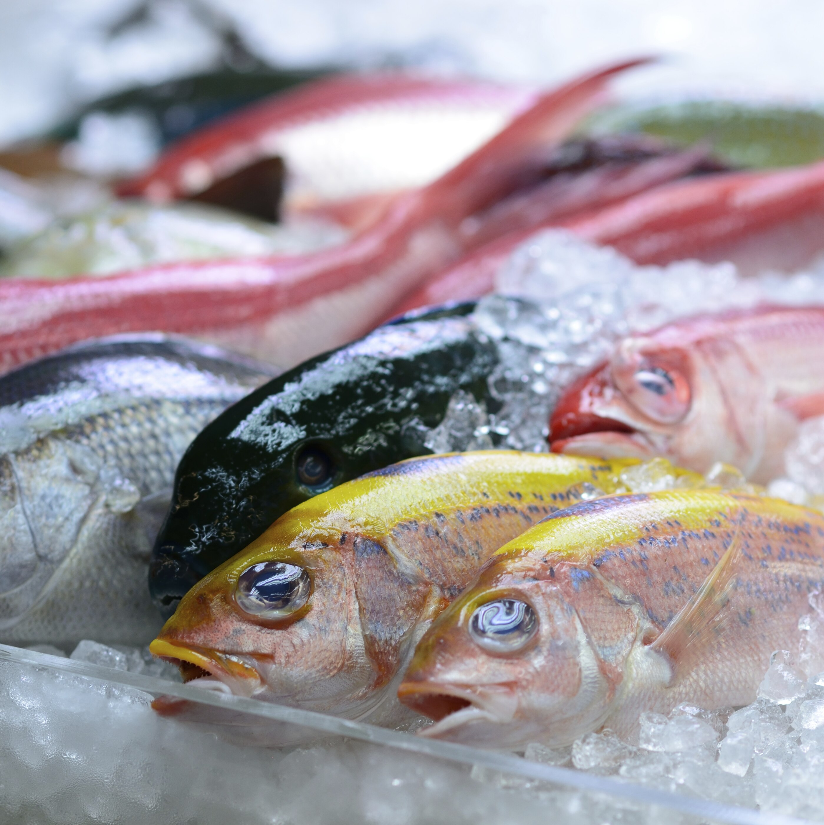 Tout savoir sur le poisson | OHdio | Radio-Canada