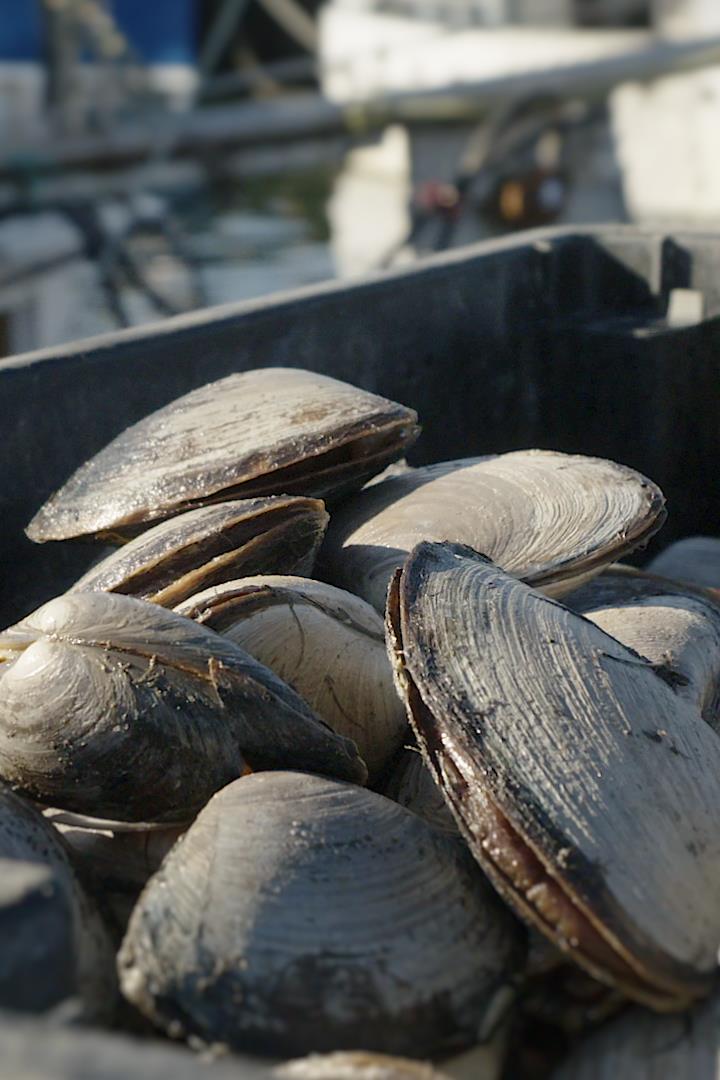 Mieux connaître le cycle de vie des mollusques | OHdio | Radio-Canada