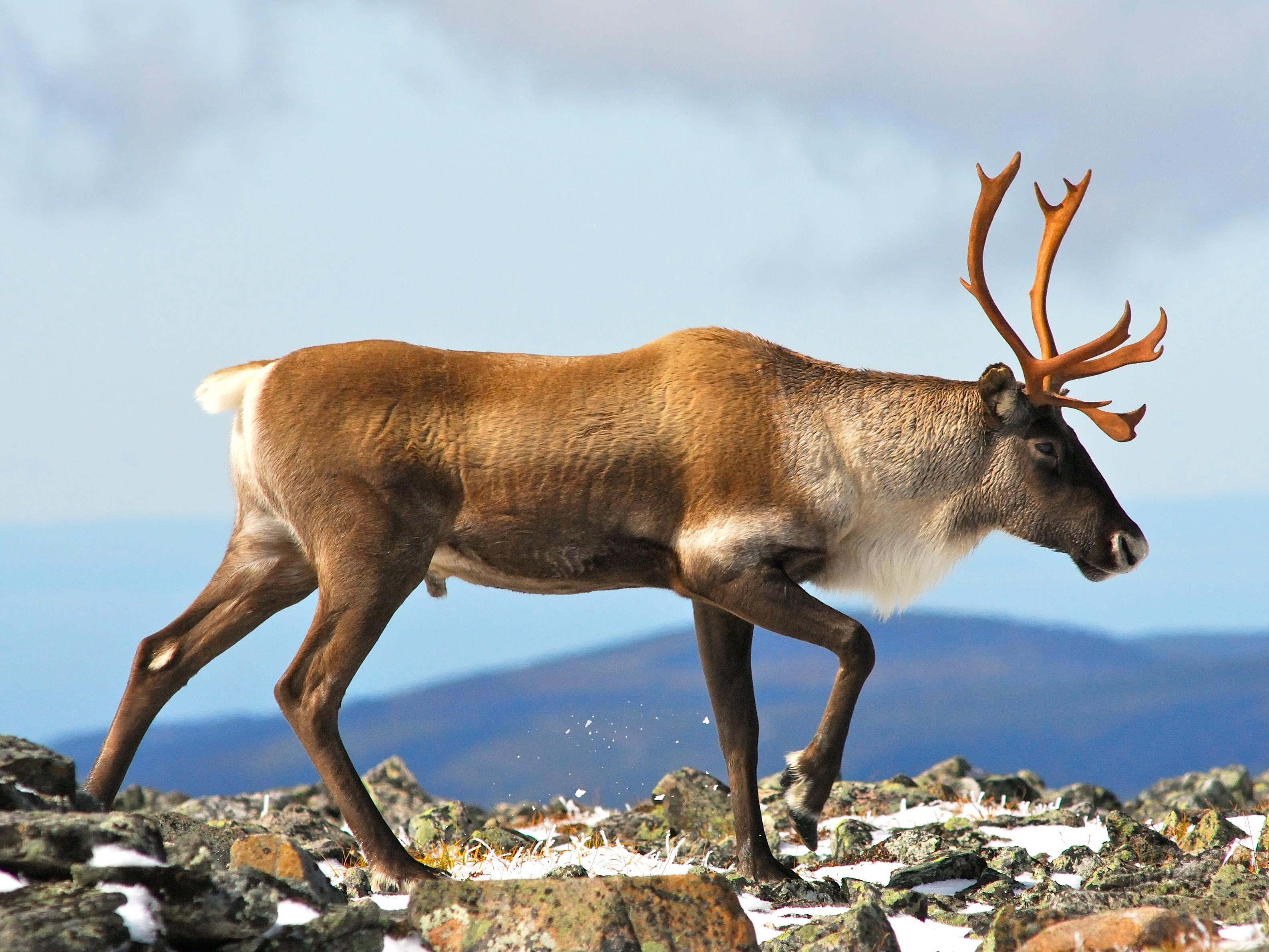 Protection du caribou | OHdio | Radio-Canada