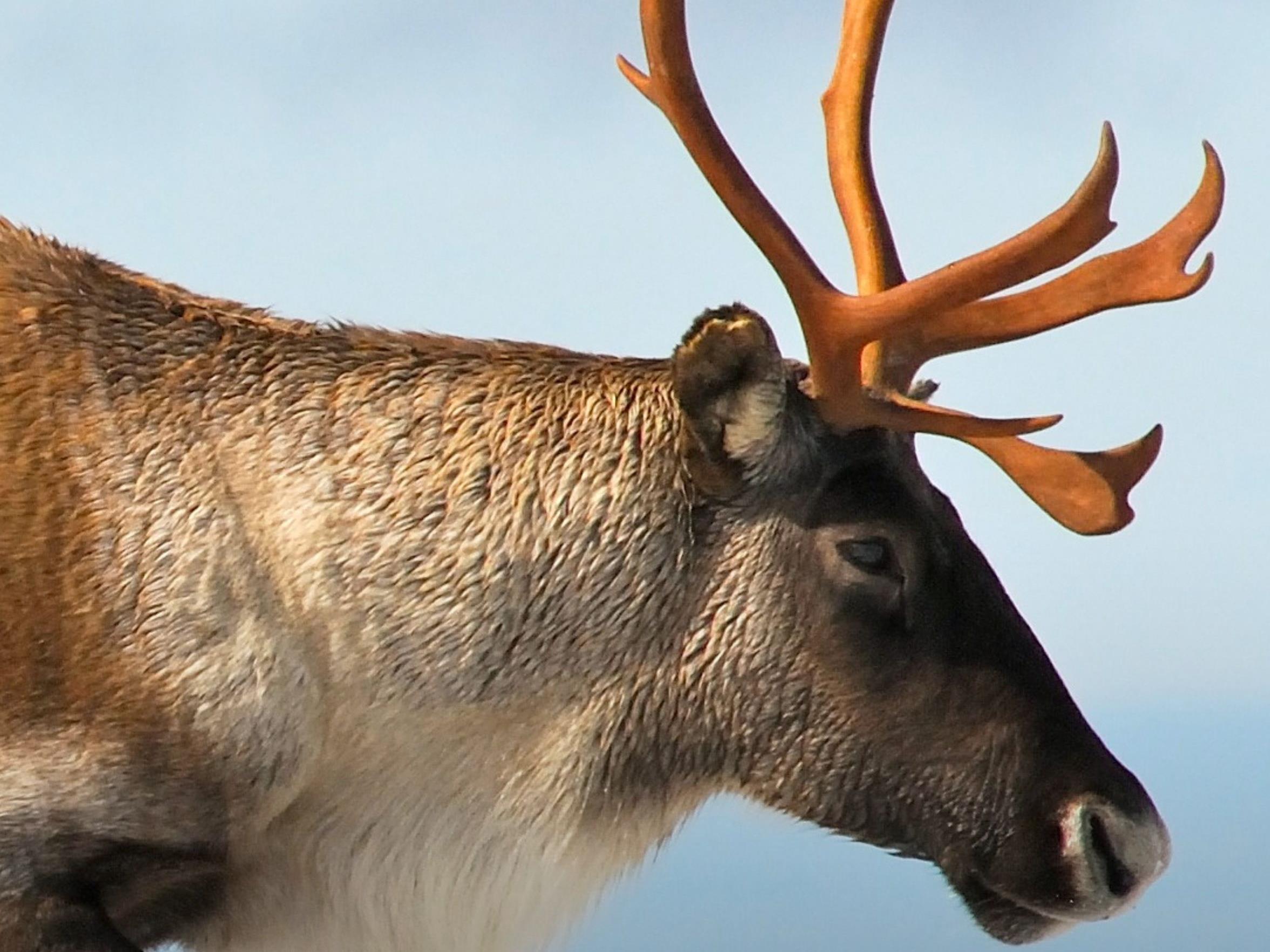 En sommes-nous au décret d'urgence pour le caribou gaspésien? | OHdio | Radio-Canada