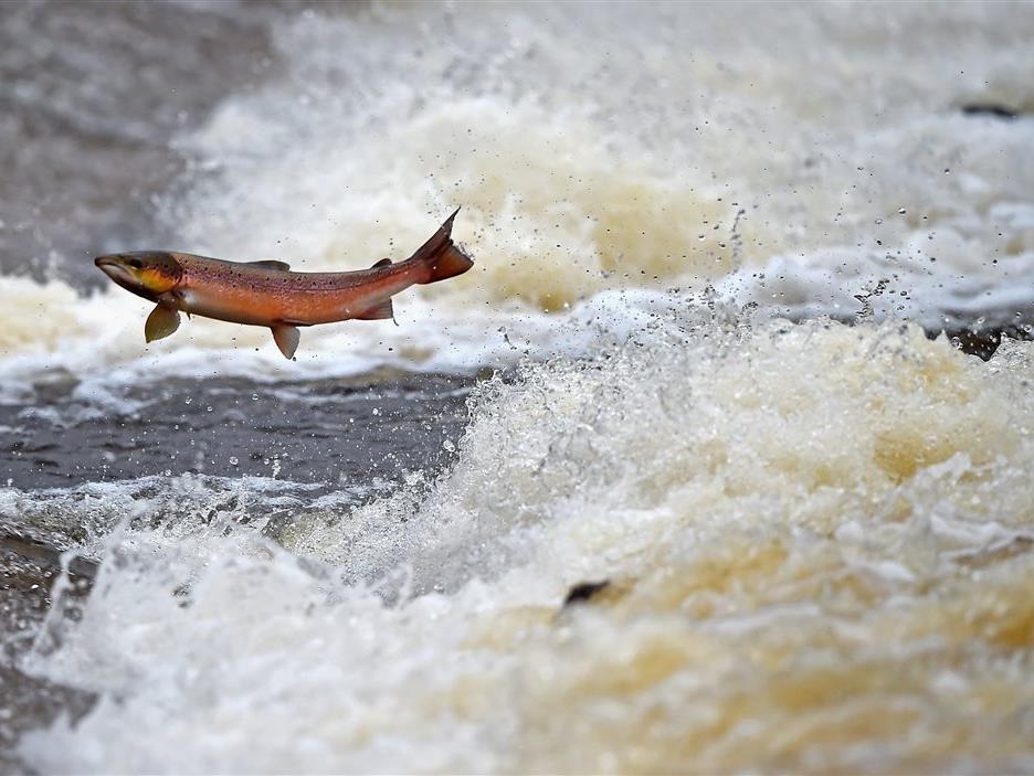 Le quart des poissons d’eau douce menacés | OHdio | Radio-Canada