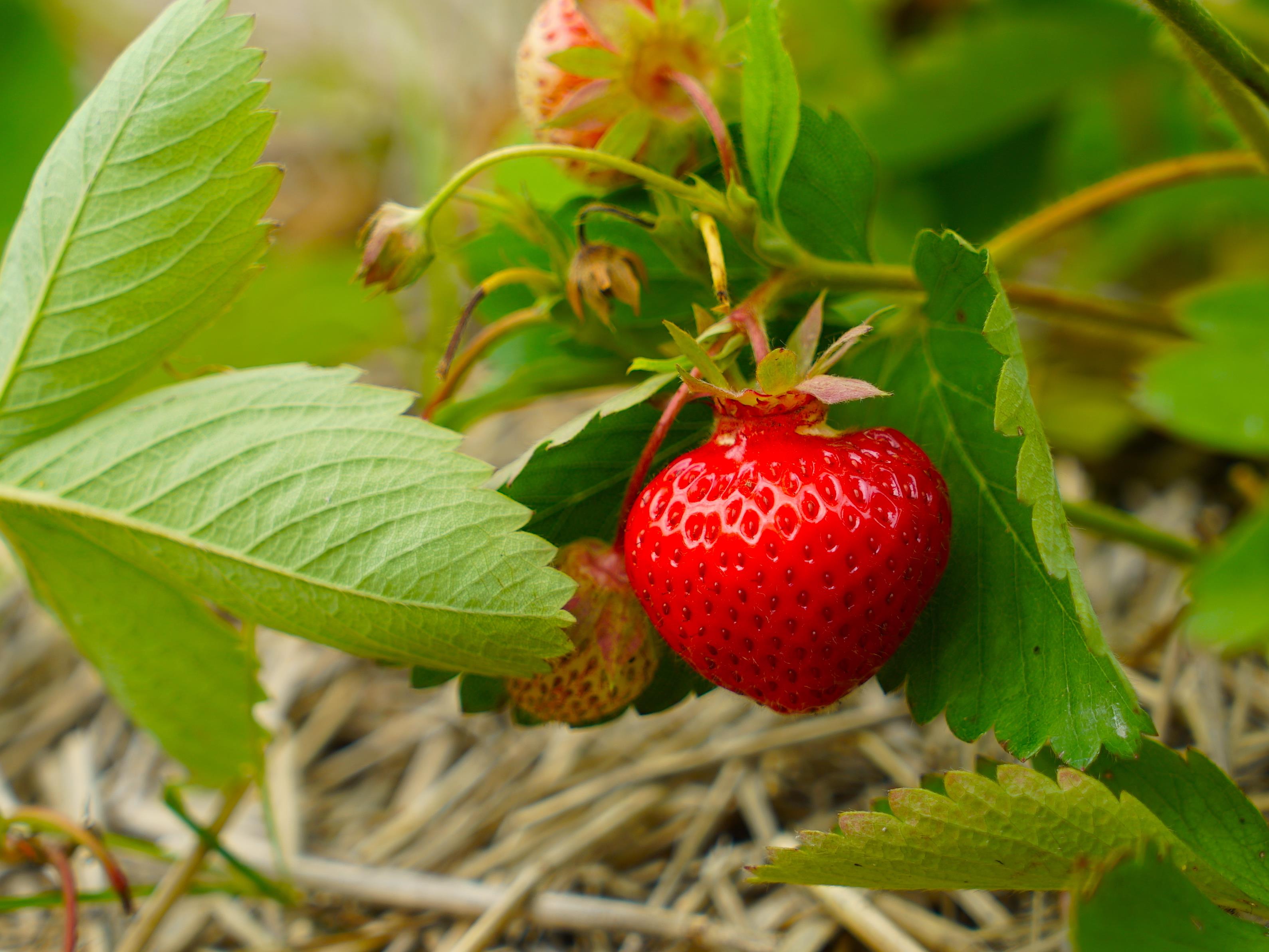 La récolte des fraises approche au Saguenay-Lac-Saint-Jean
