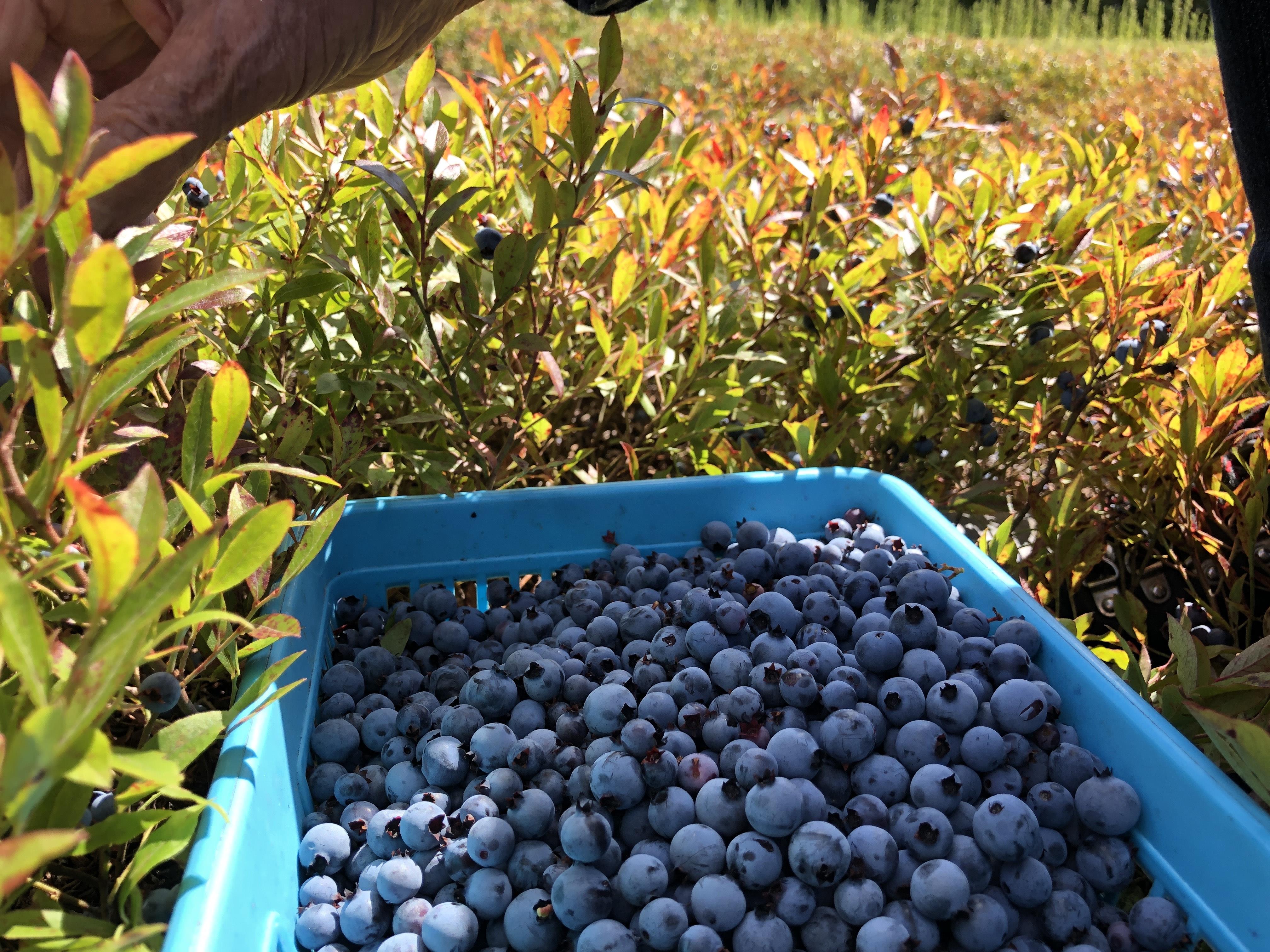 L'importance économique du bleuet, la perle bleue | OHdio | Radio-Canada