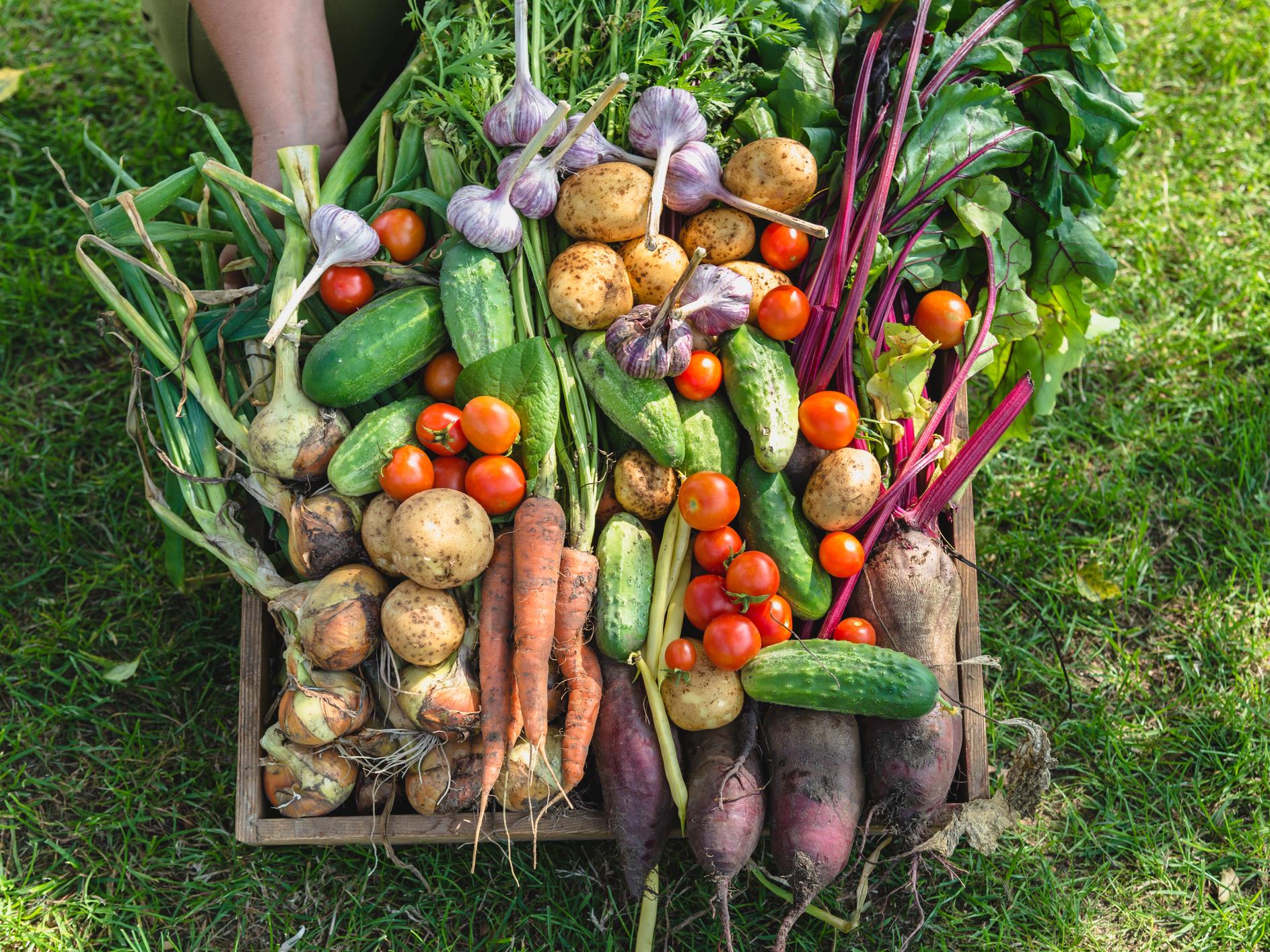 Changer de vie et devenir maraîcher au Saguenay-Lac-Saint-Jean | OHdio ...