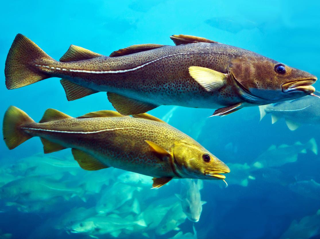 Moratoire sur la pêche commerciale à la morue pour protéger l’espèce ...