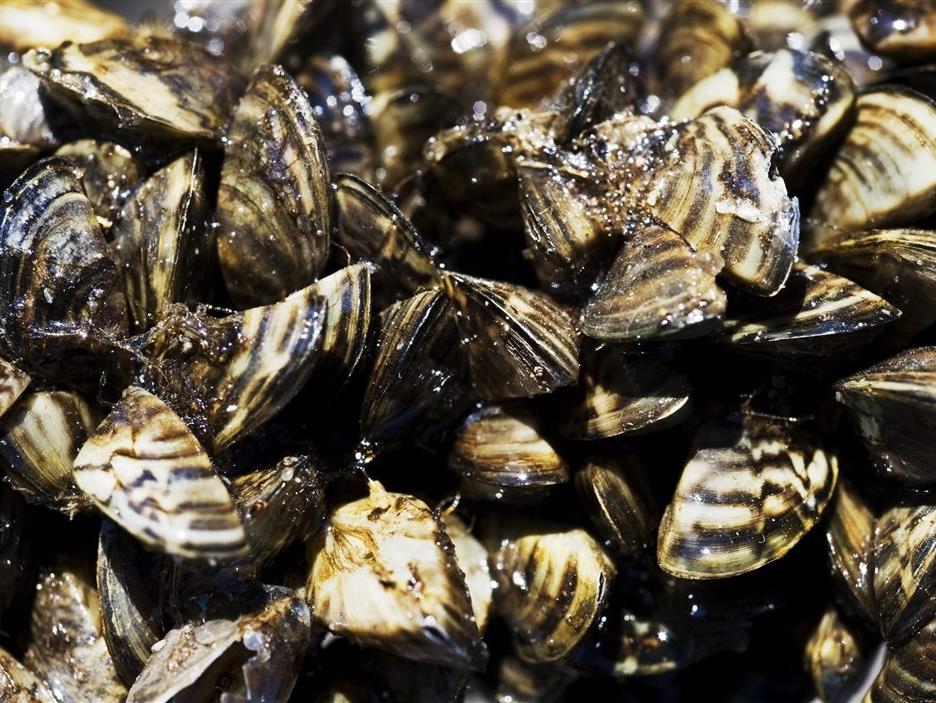 Présence de la moule zébrée au Bas-Saint-Laurent | OHdio | Radio-Canada