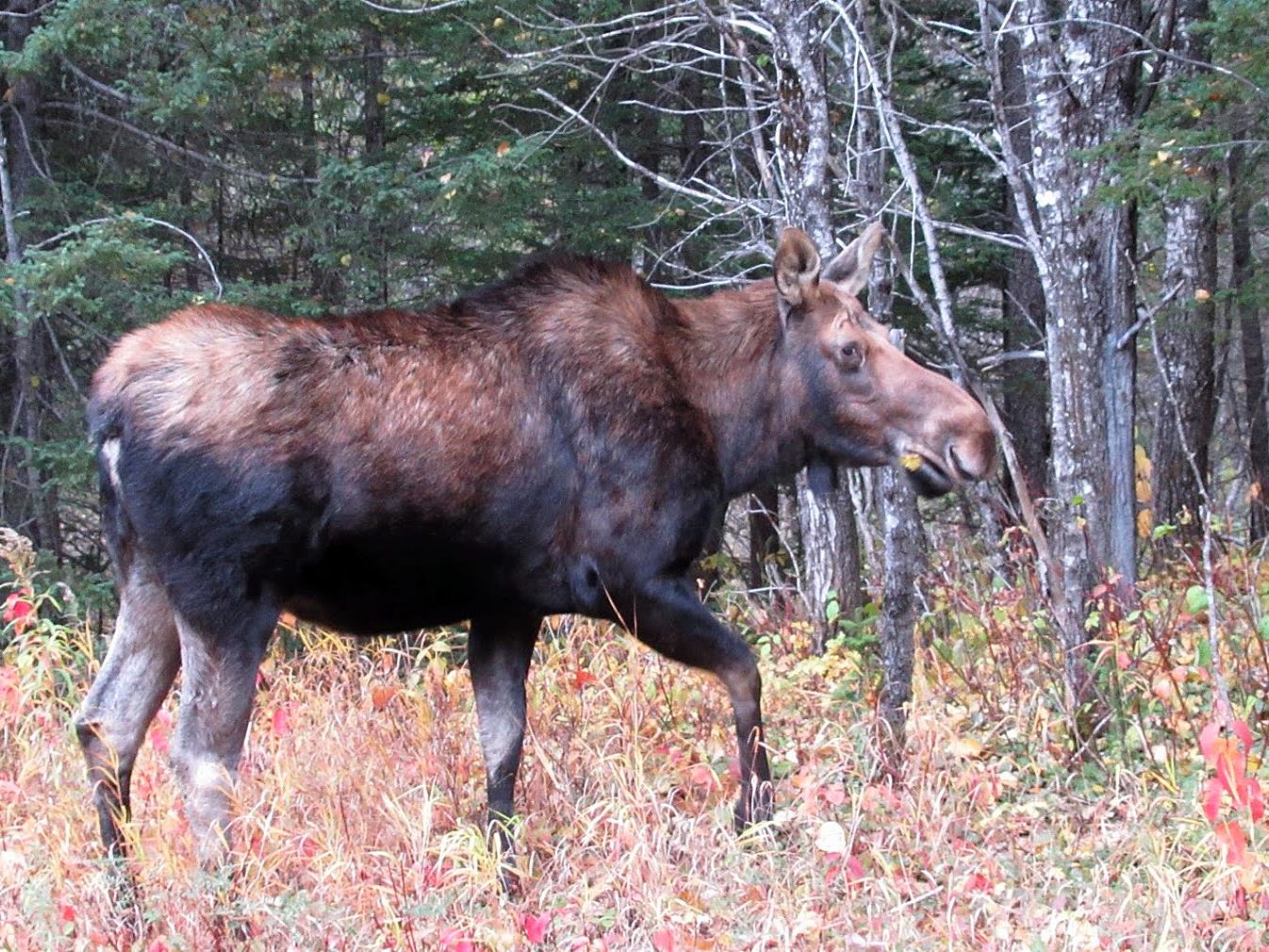 La saison de la chasse | OHdio | Radio-Canada