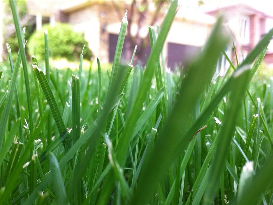 L’herbe longue, une alliée contre la chaleur intense | OHdio | Radio-Canada