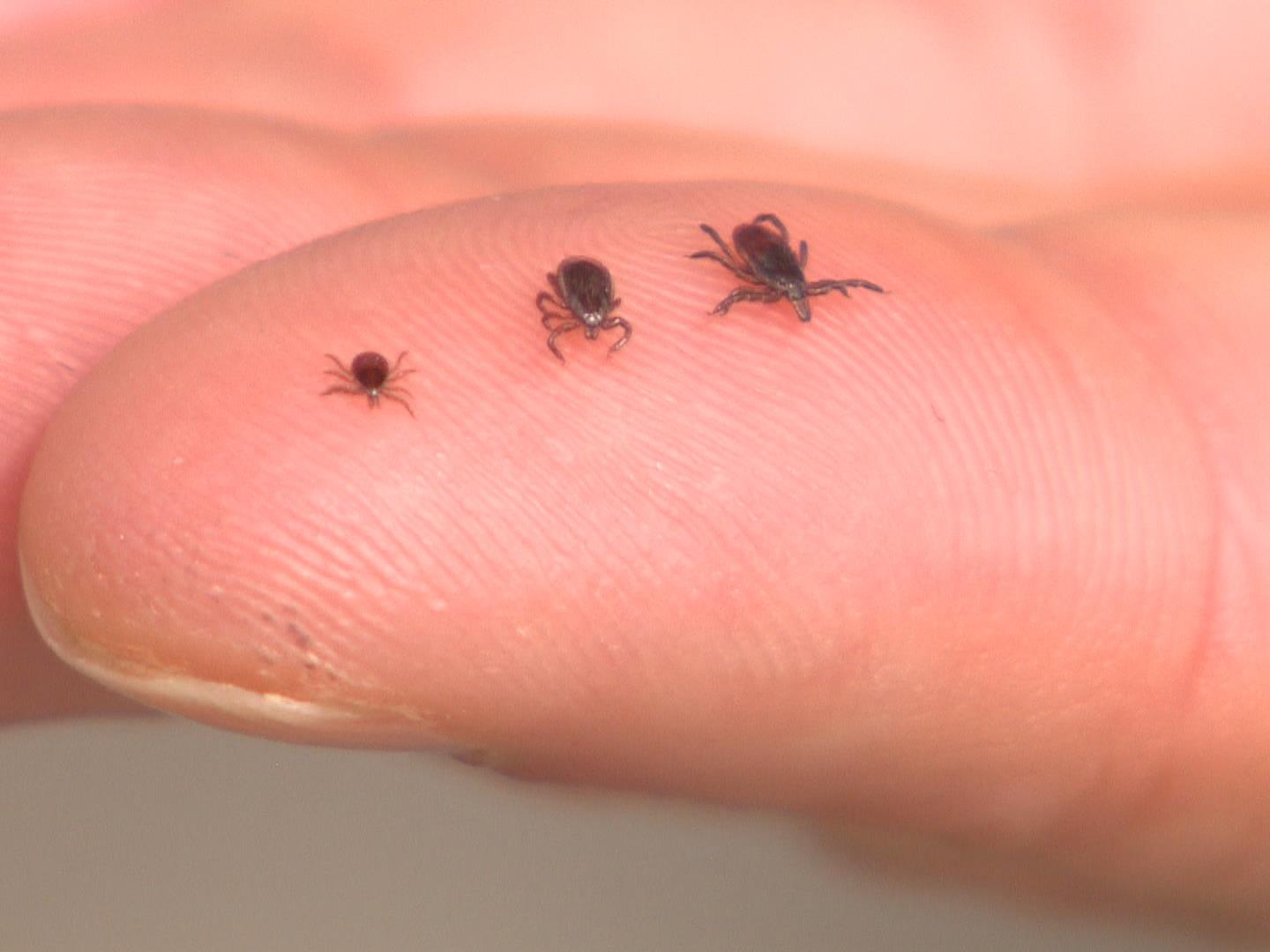 Un vaccin contre la maladie de Lyme d'ici « 3 ou 4 ans » | OHdio ...