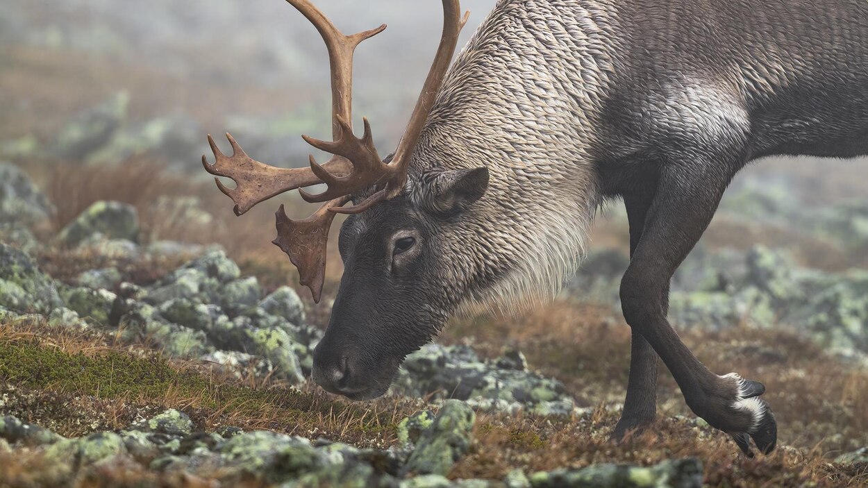 Caribou : le report du plan de protection est qualifié d’inacceptable ...