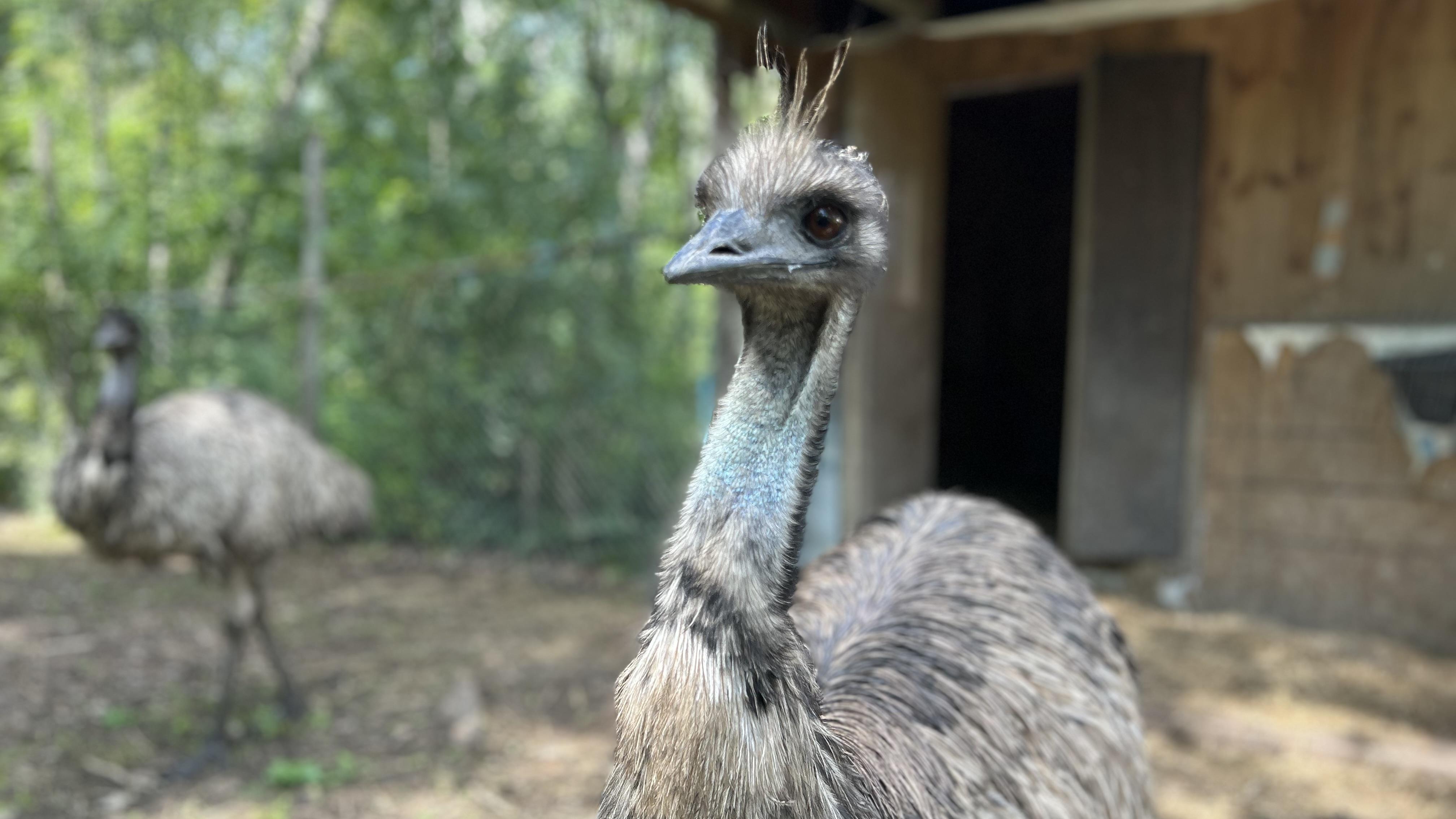 Un émeu expert en cavales | OHdio | Radio-Canada