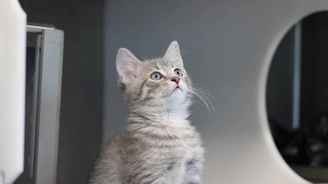 Une centaine de chats cherchent un foyer à la SPA de l’Estrie | Radio ...