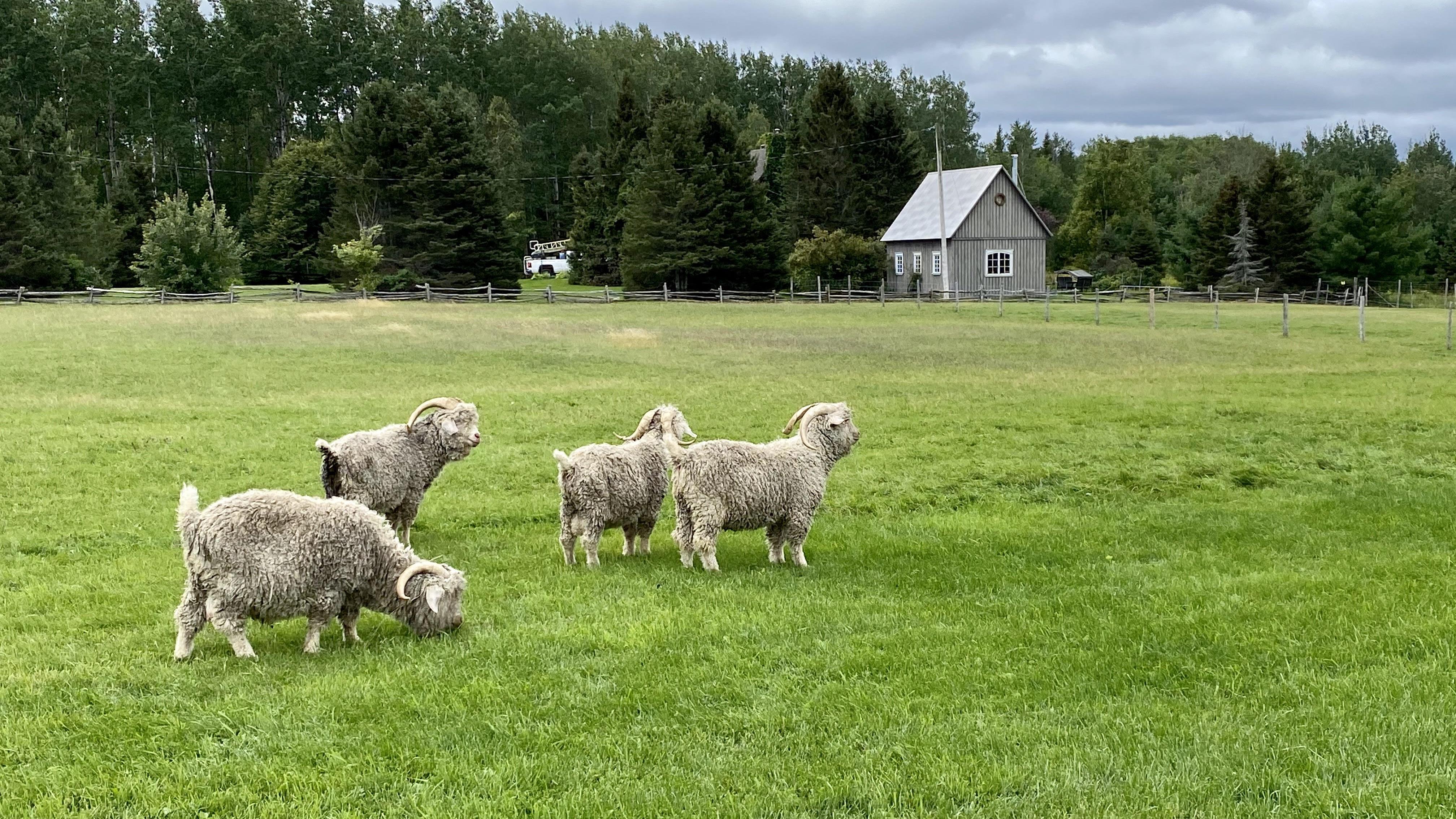 Une nouvelle vie pour Le Chevrier du Nord après un feu destructeur ...