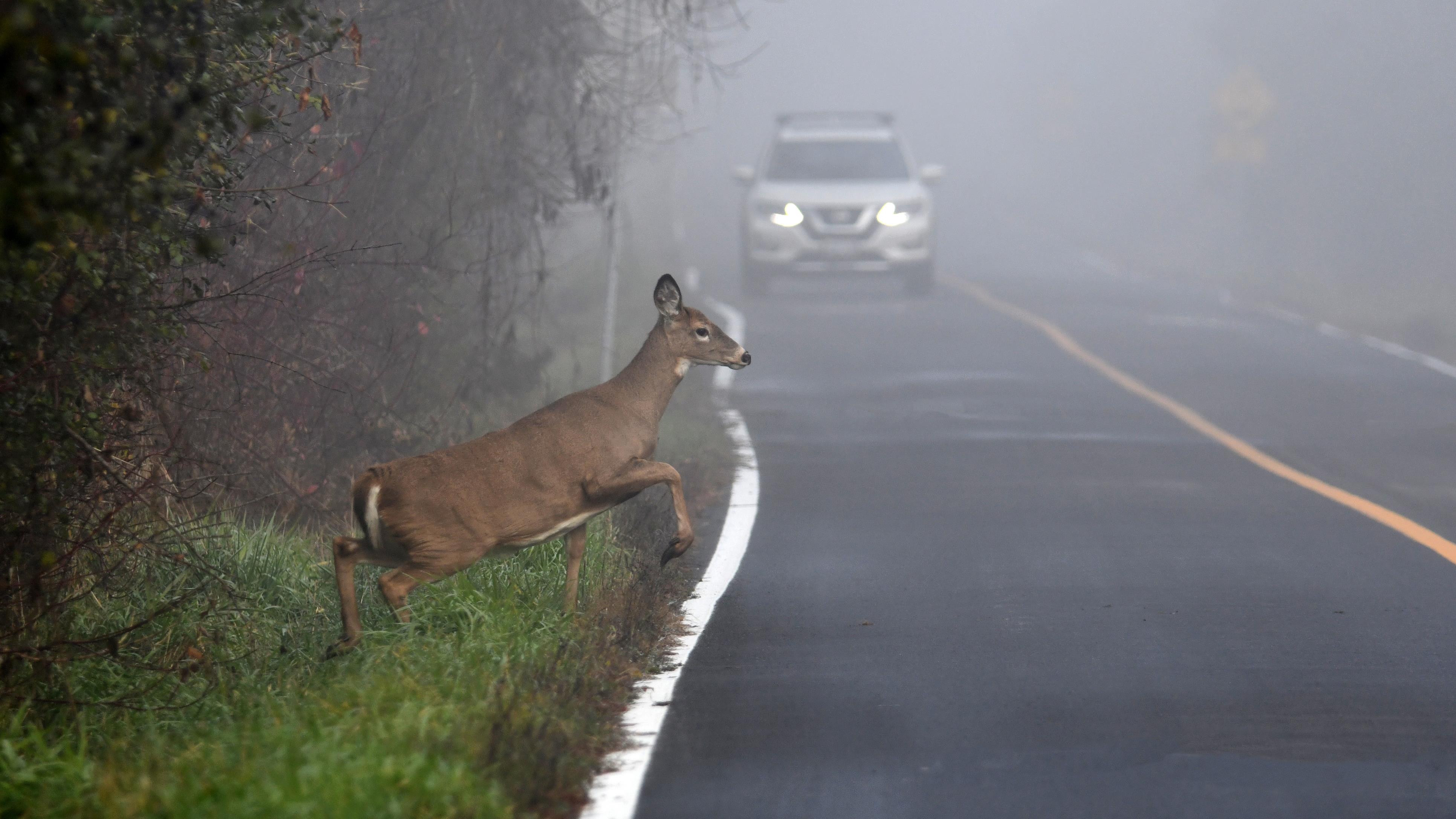 Attention, le gros gibier est sur la route | OHdio | Radio-Canada