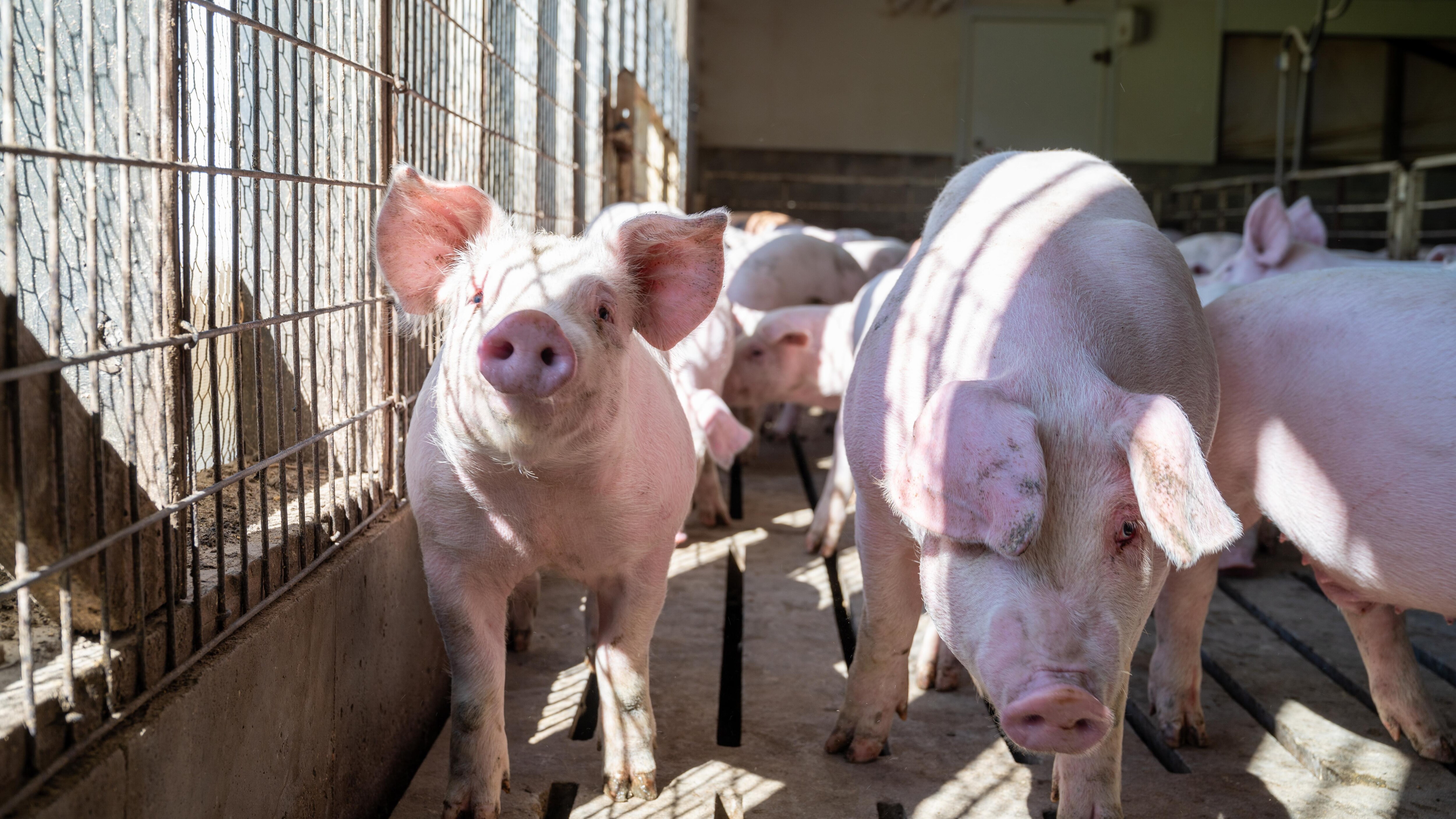 Doit-on craindre la peste porcine africaine? | OHdio | Radio-Canada