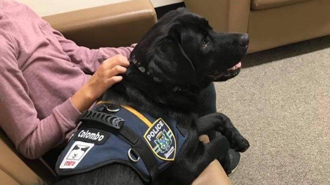 Le chien de soutien émotionnel Colombo se joint au SPS | Radio-Canada