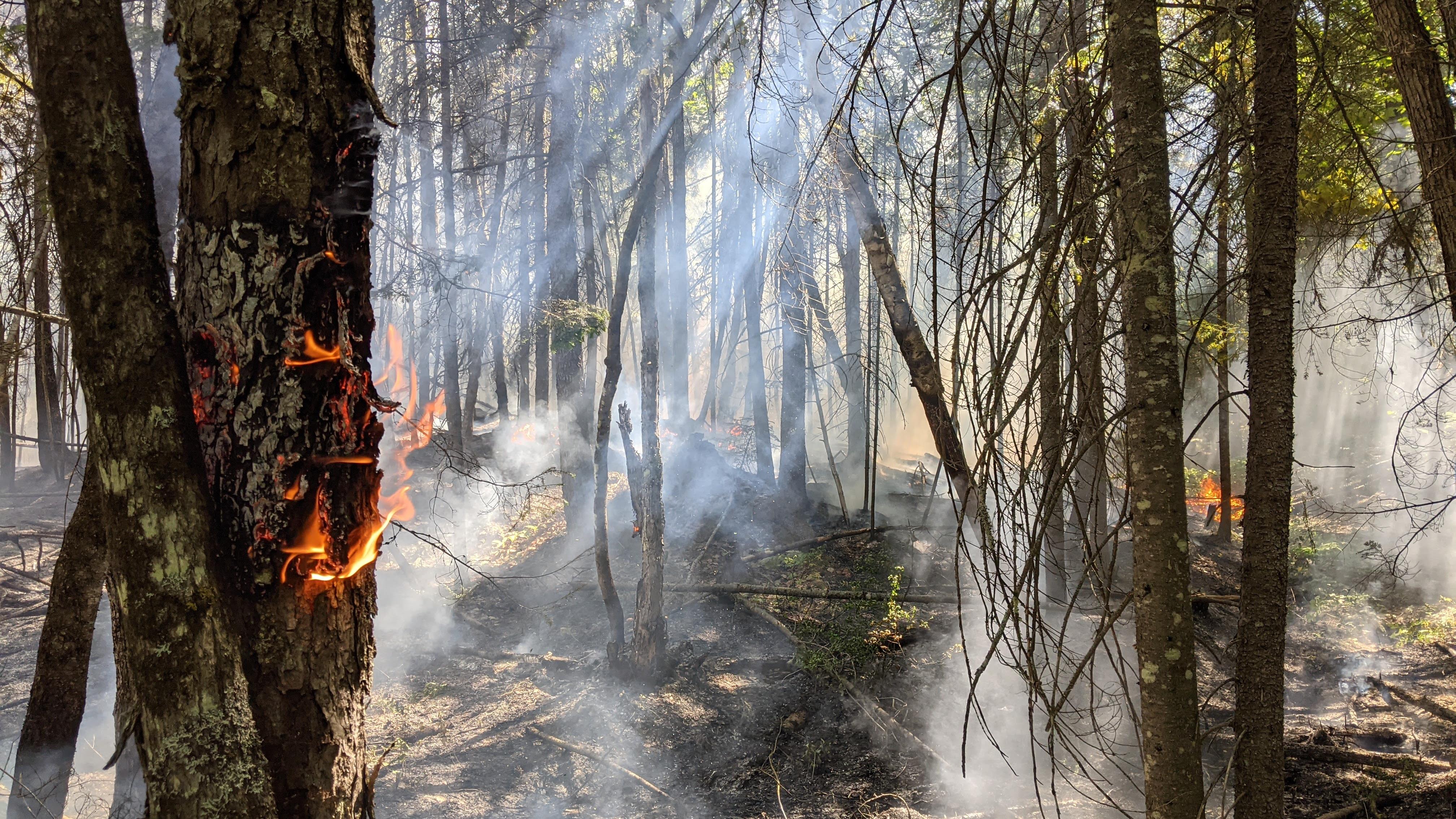 La saison des feux de forêt bel et bien commencée au N.-B. | OHdio ...