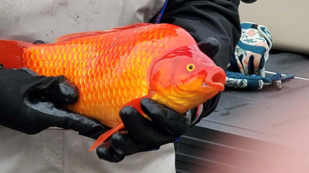 Les poissons rouges envahissent Lethbridge | Radio-Canada