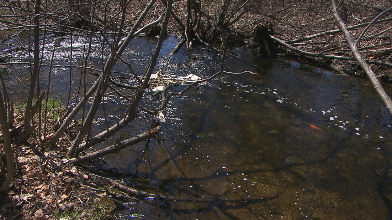 Les poissons rouges prolifèrent dans un étang de Danville | Radio-Canada