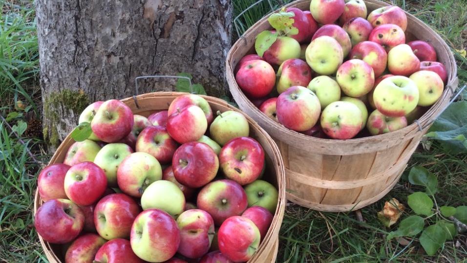 La forêt dans votre assiette : les pommes sauvages | OHdio | Radio-Canada