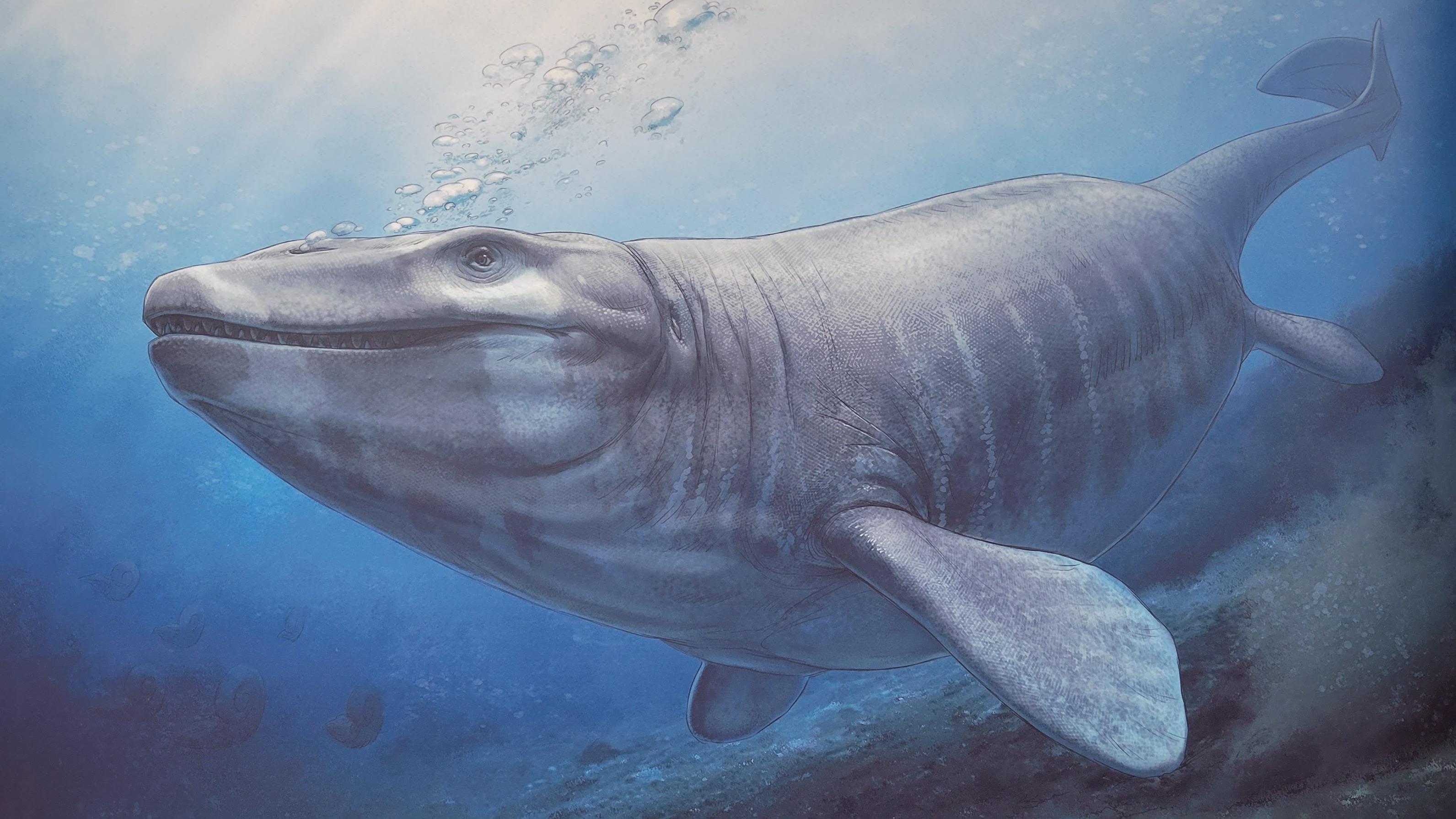 Découverte des grands reptiles marins de la Saskatchewan