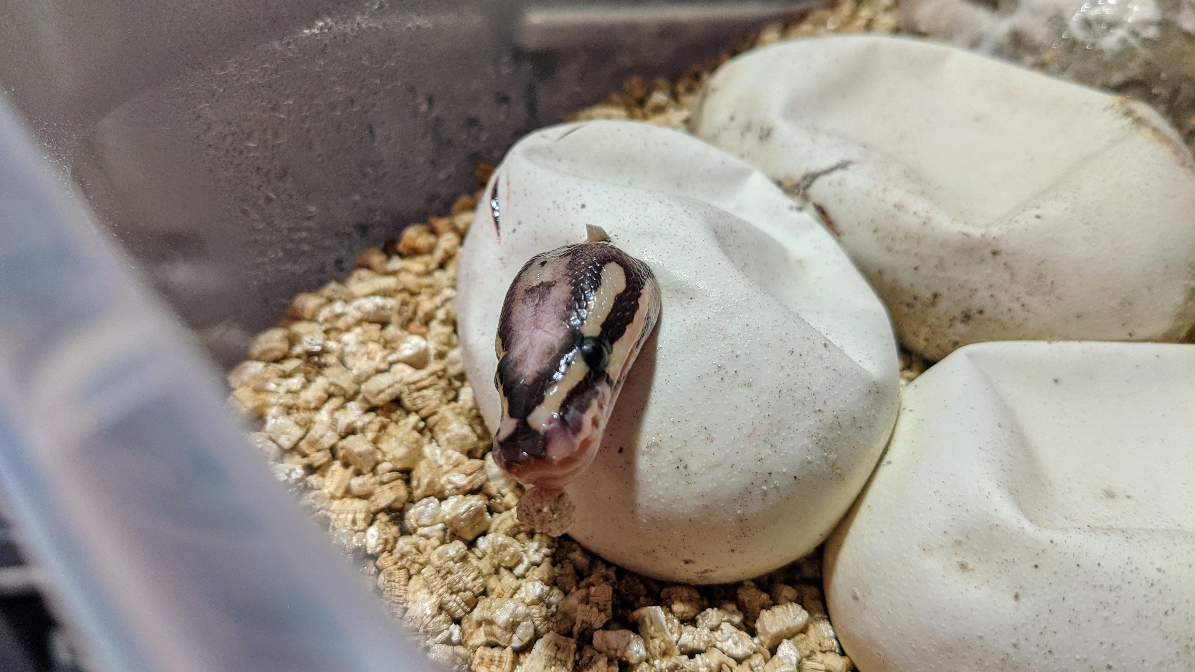 Élever des pythons royaux au Nouveau-Brunswick | OHdio | Radio-Canada