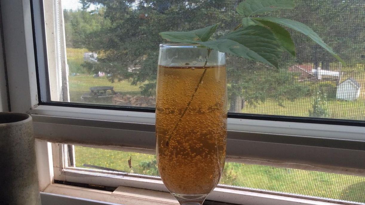 Préparer une boisson de racinette à partir de plantes de la forêt acadienne