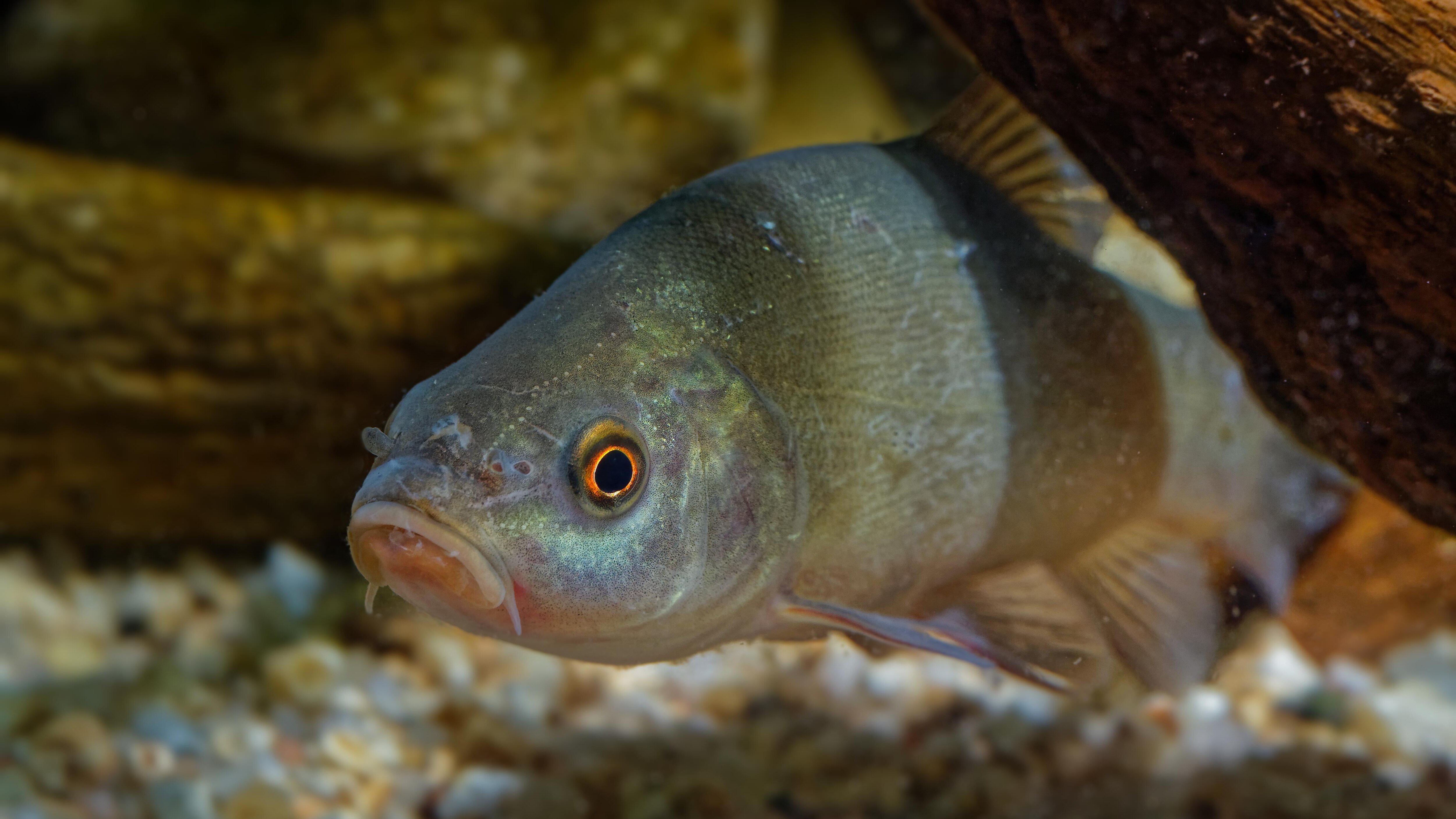 Les espèces aquatiques envahissantes en Outaouais | OHdio | Radio-Canada
