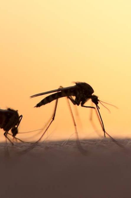 Les moustiques dans l'Histoire | OHdio | Radio-Canada