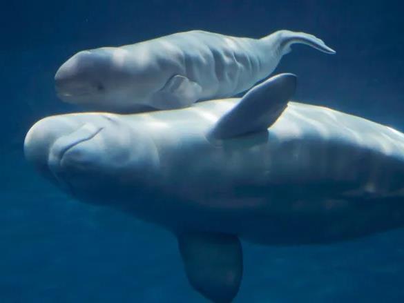 L'observation des bélugas grâce aux drones | OHdio | Radio-Canada