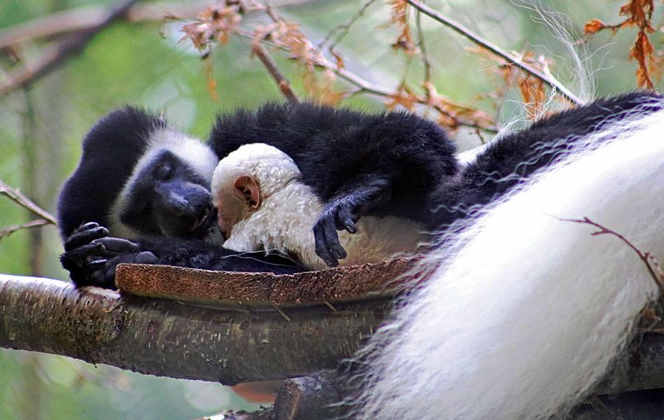 Naissance d'un premier colobe en 11 ans au Zoo de Granby | Radio-Canada.ca