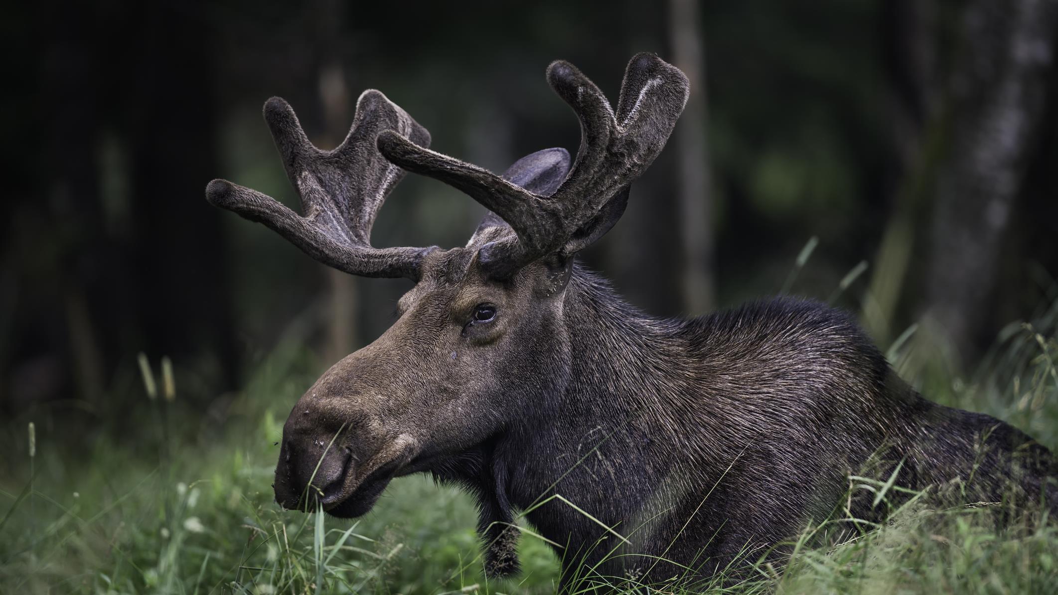 Cuisiner l'orignal, le roi des forêts | OHdio | Radio-Canada