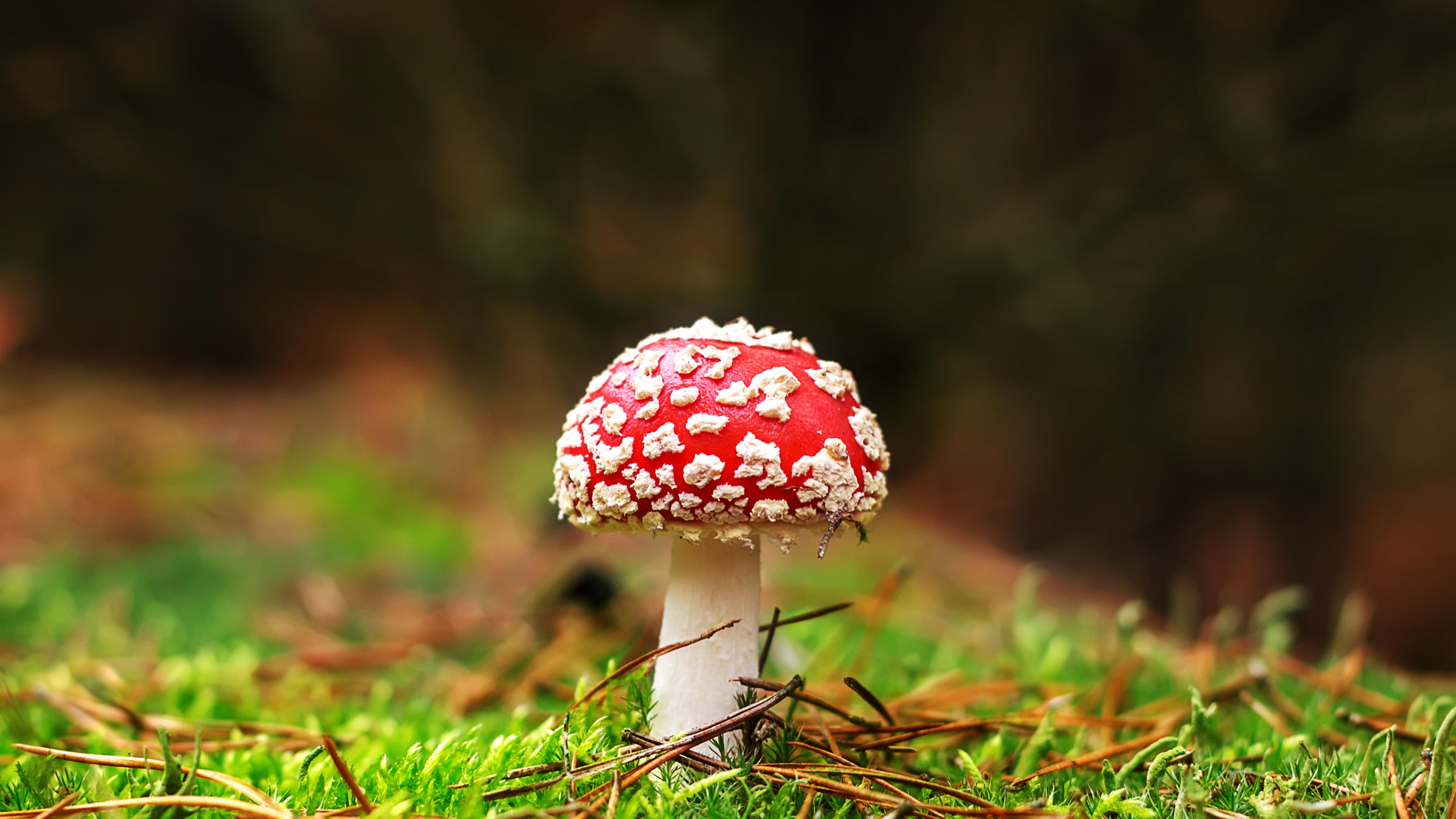 Quiz | La nature dans tous ses états | La nature dans tous ses états ...