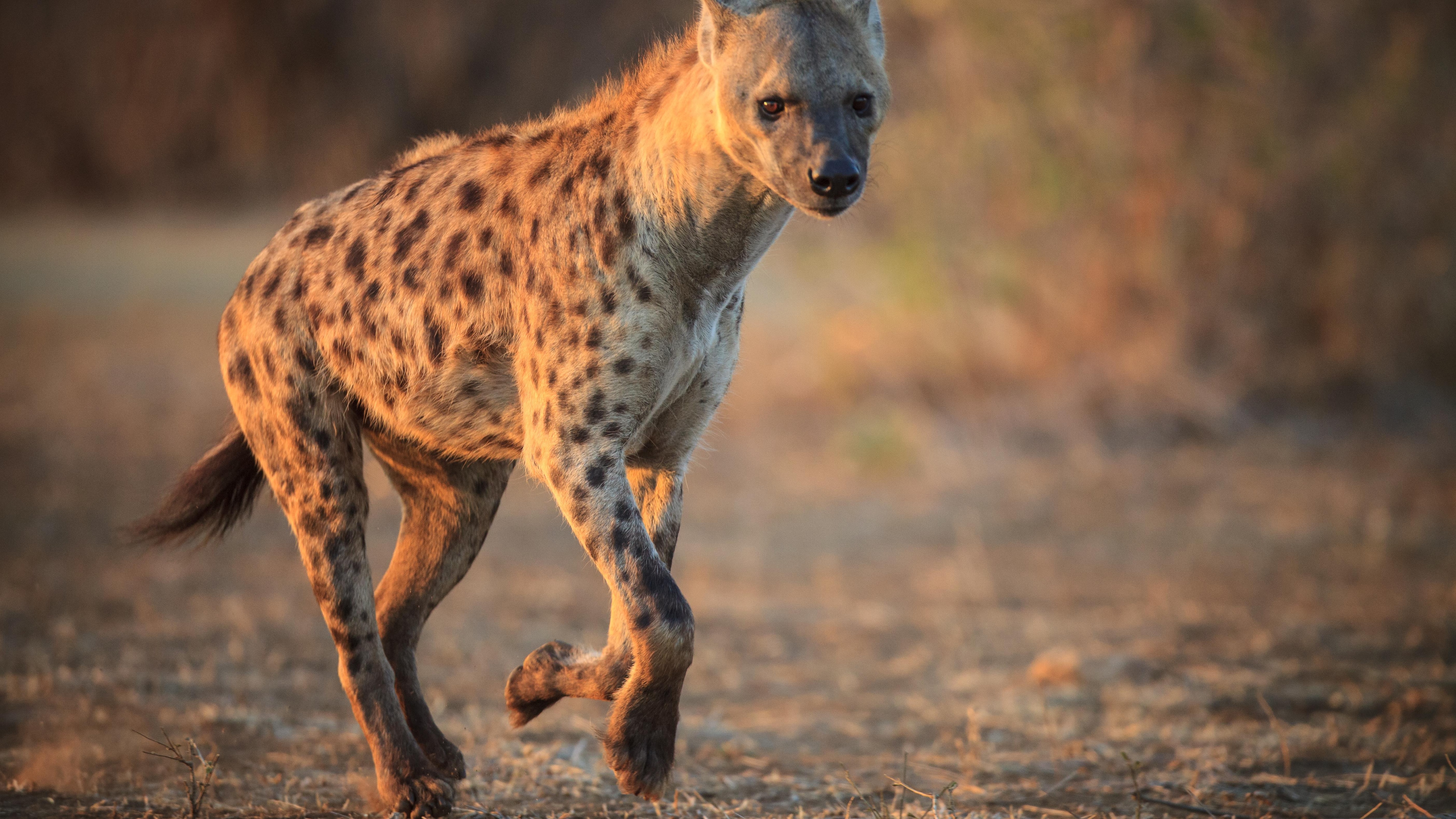 Pourquoi les femelles dominent les clans de hyènes | OHdio | Radio-Canada