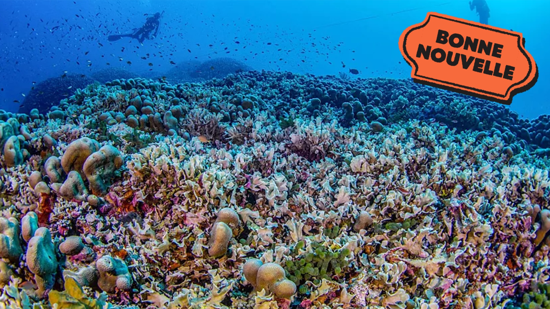 Le plus grand corail du monde découvert dans le Pacifique | MAJ | Radio ...
