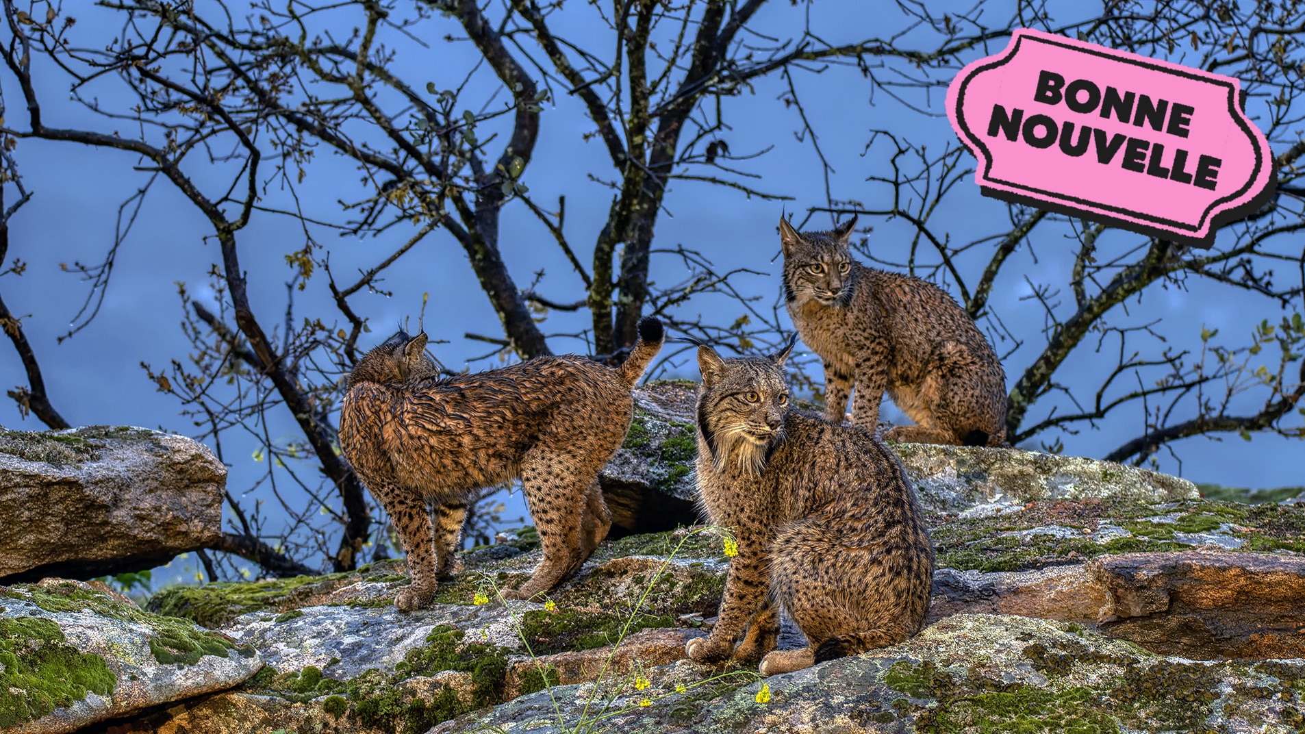 De 100 individus à 2000 : le grand retour du lynx ibérique | MAJ ...