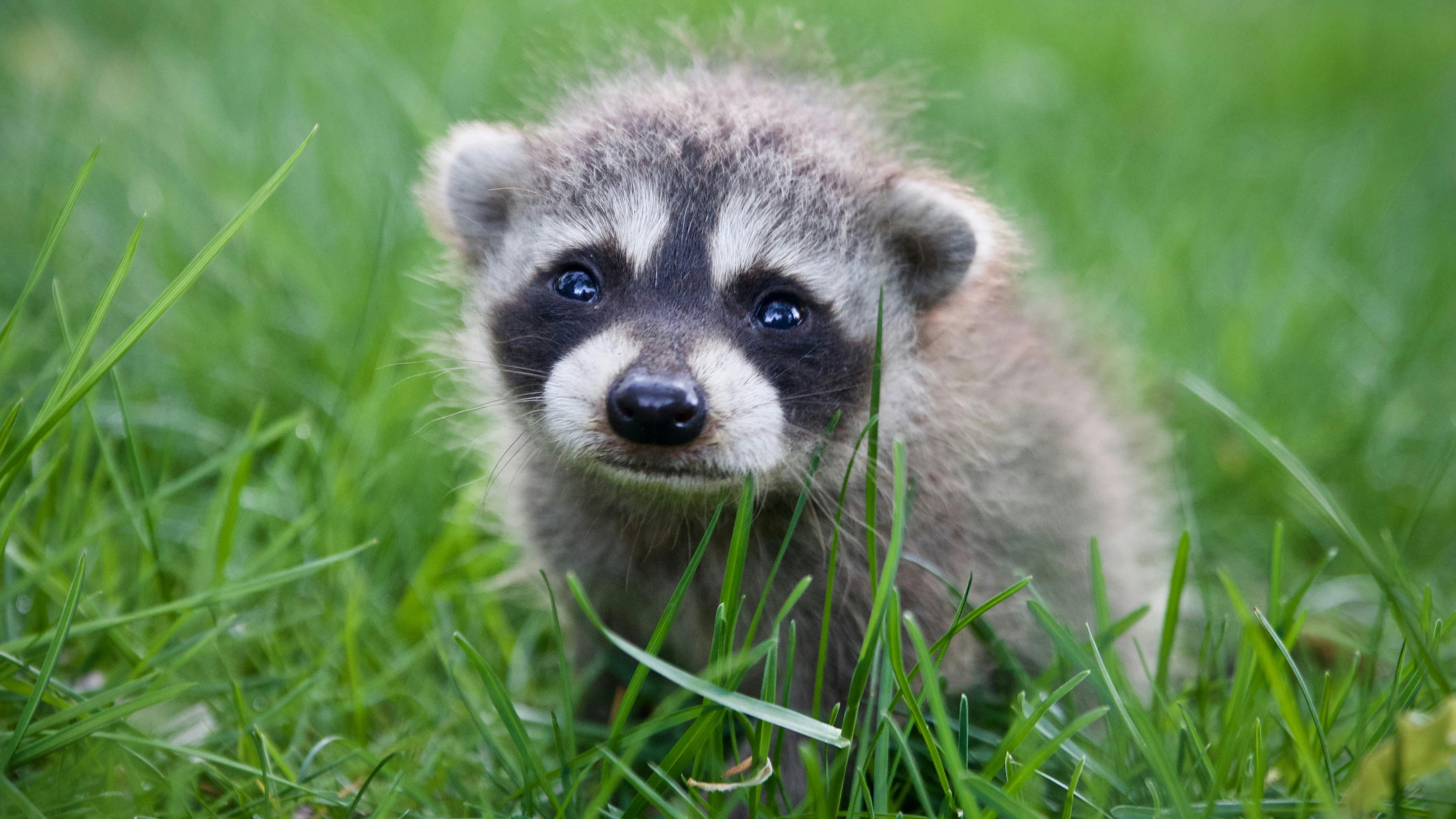 Quiz | 10 questions sur les ratons laveurs | 10 questions sur les ...