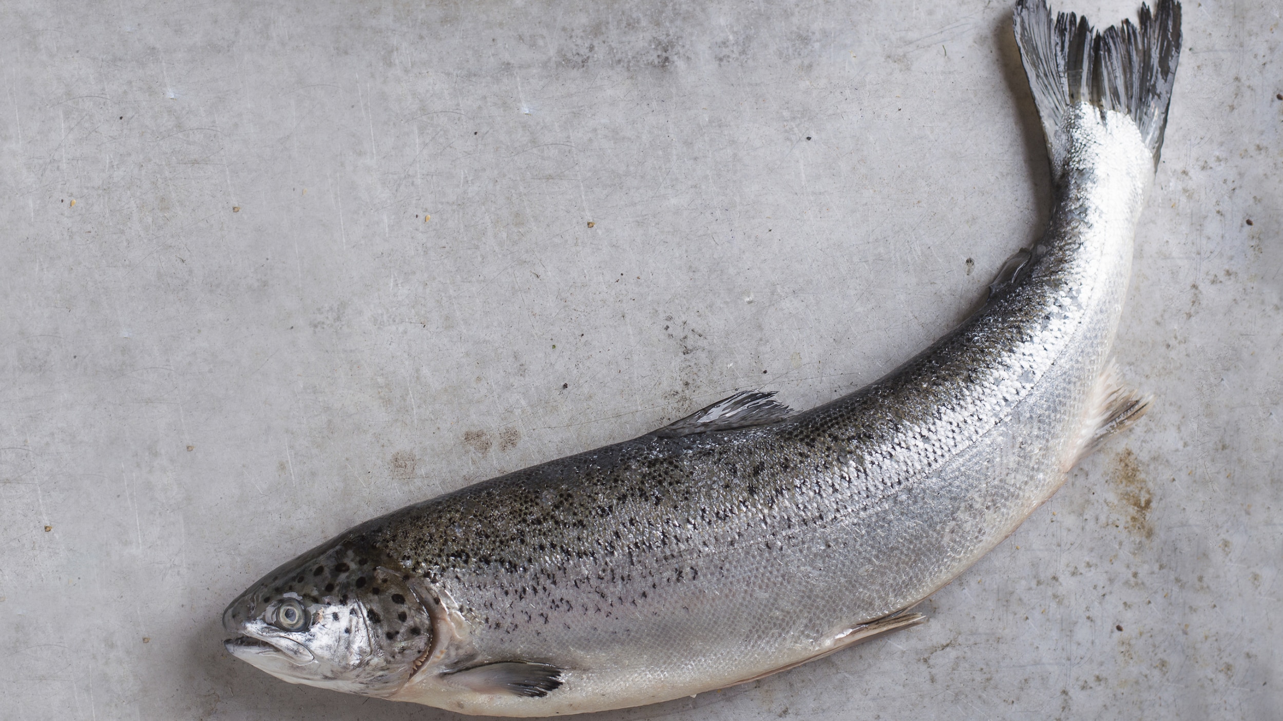 Du saumon transgénique dans votre assiette? | Info | ICI Radio-Canada.ca