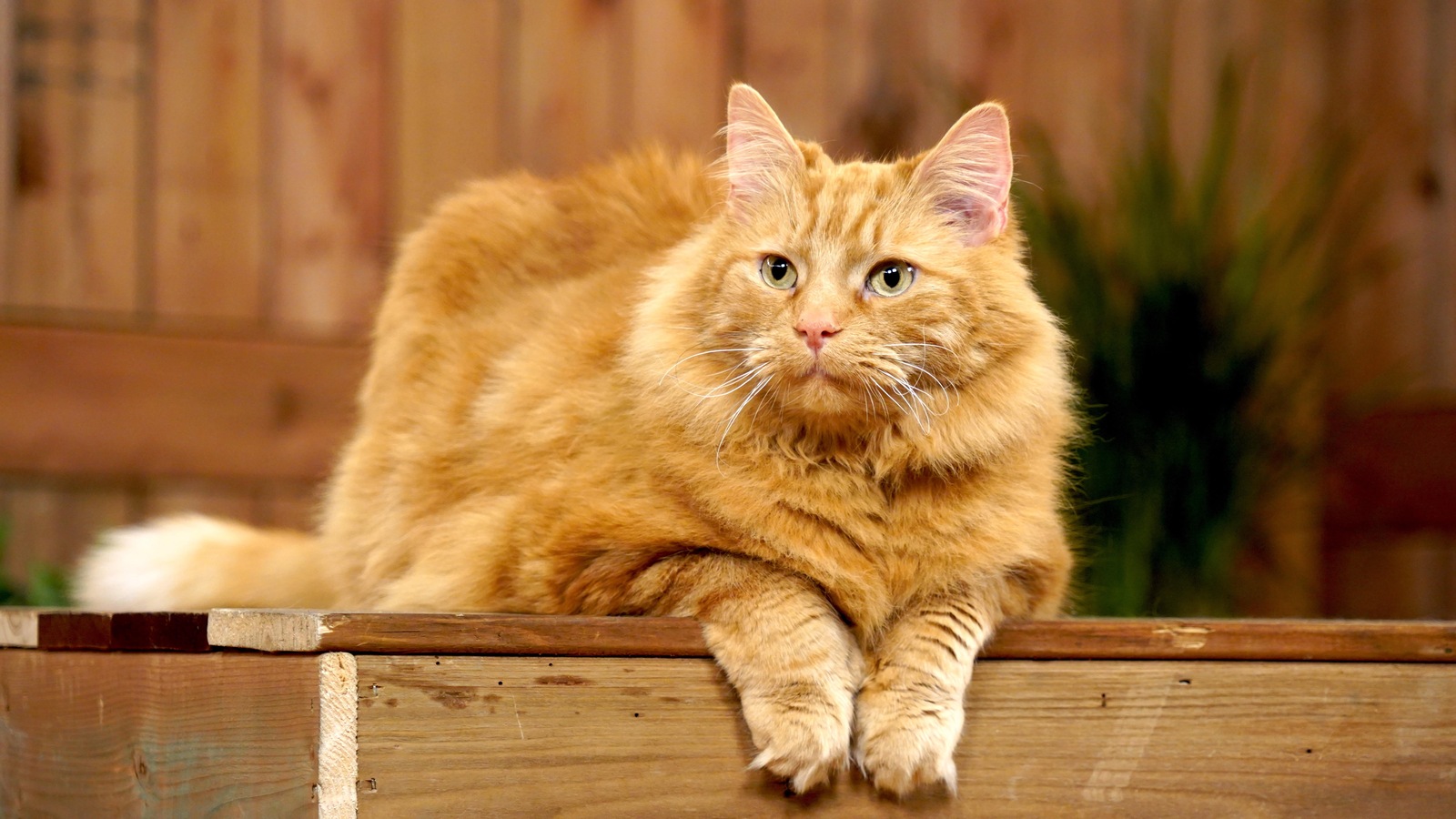 Épisodes | Les poilus | ICI Radio-Canada.ca Télé