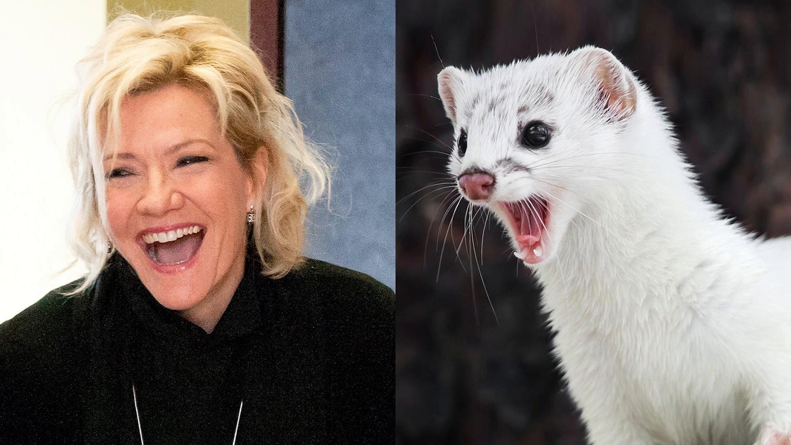 « Elle ressemble à un petit chat » : nos vedettes et leurs animaux ...