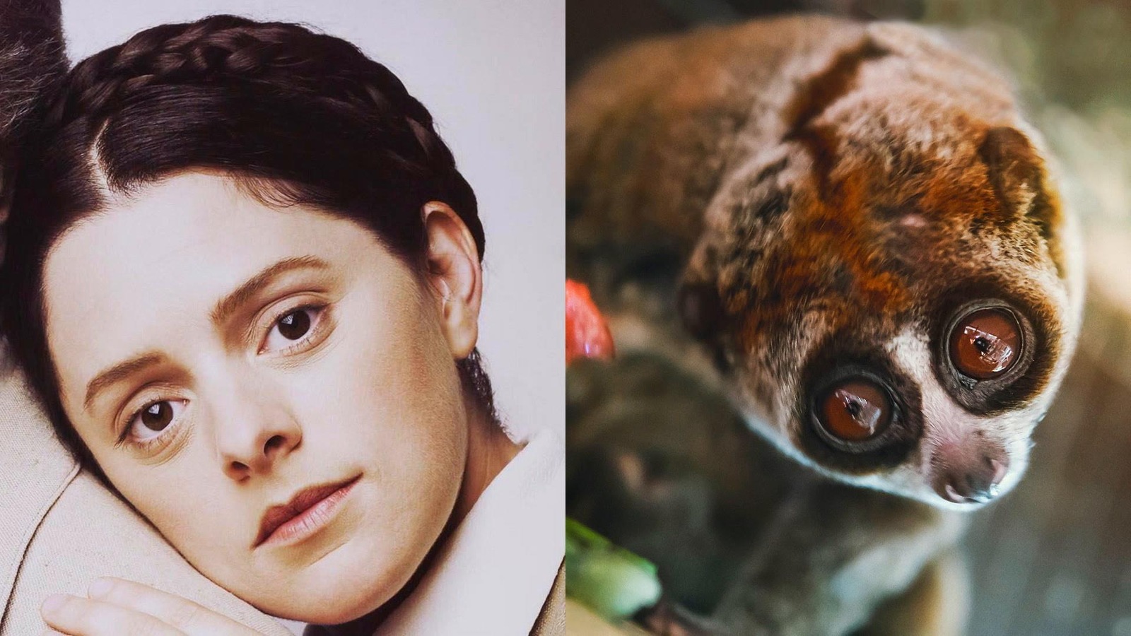 « Elle ressemble à un petit chat » : nos vedettes et leurs animaux ...